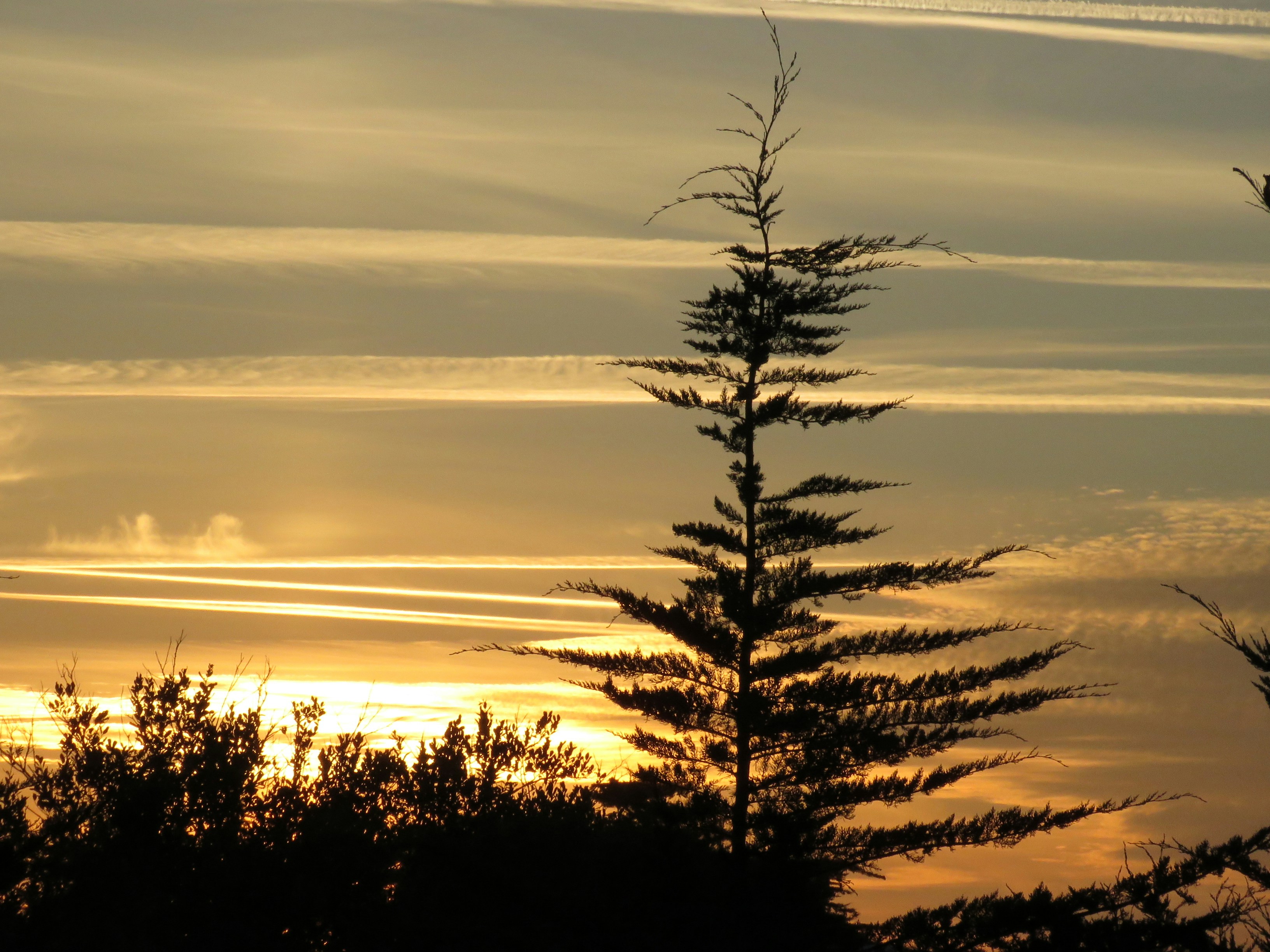 Whispers of Twilight: Nature's Brushstrokes