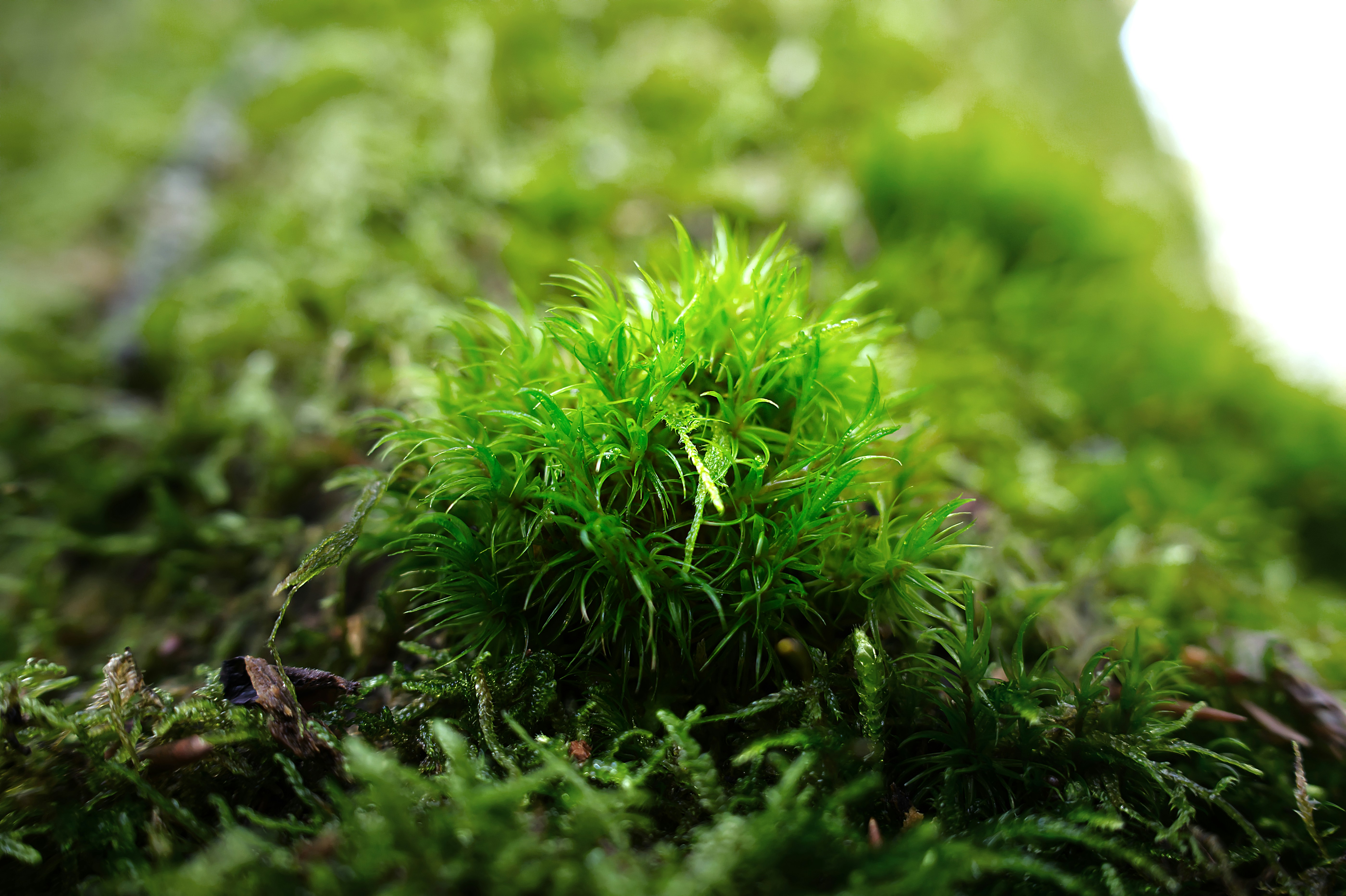 Emerald Oasis on Ancient Bark