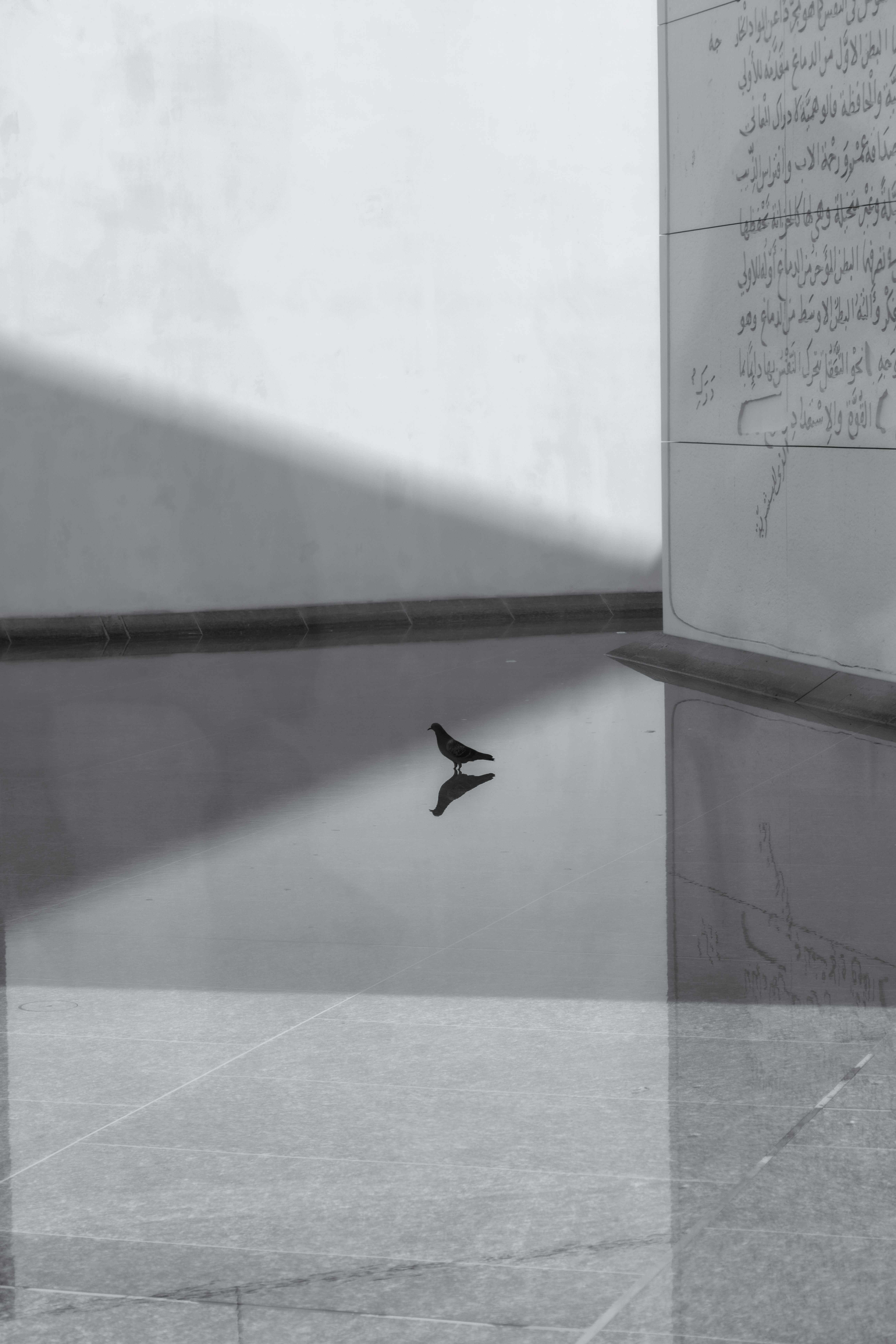 Silent Reflections: A Bird's Solitude
