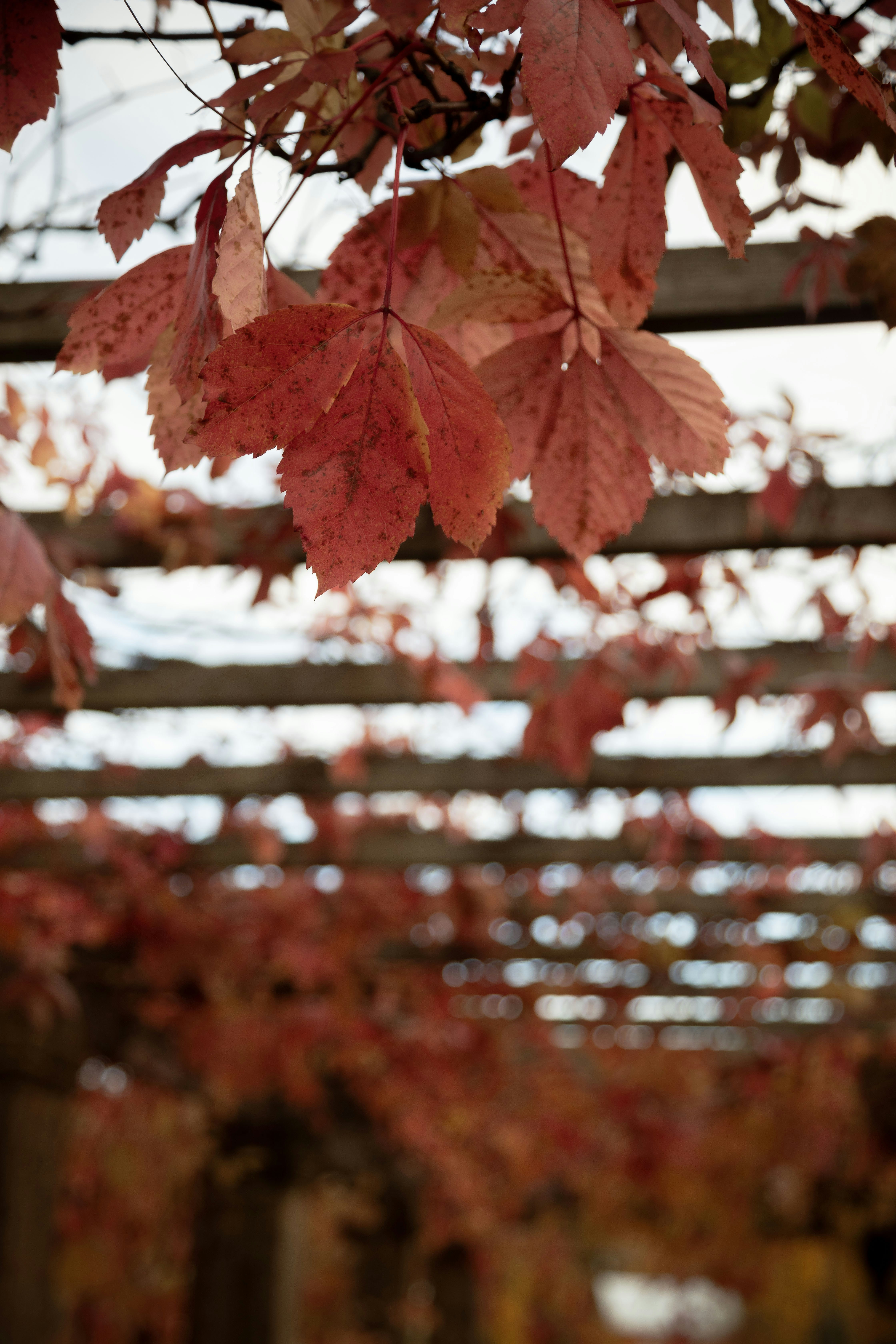 Vibrant red leaves cascade down from a wooden trellis, creating a warm autumn atmosphere. The interplay of light and shadow enhances the seasonal charm.