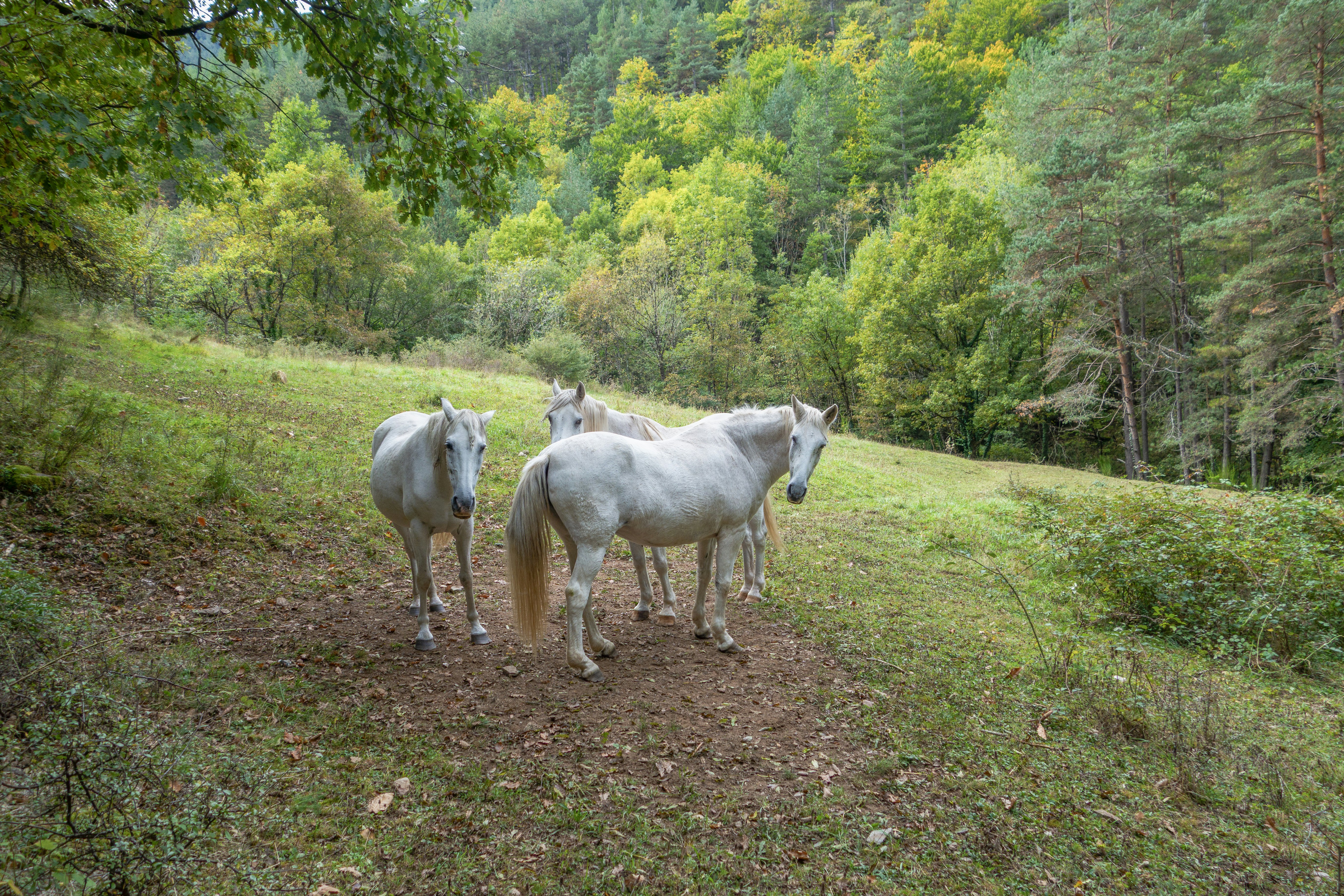 Three white horses pause on a mossy hillside beneath a quiet forest canopy