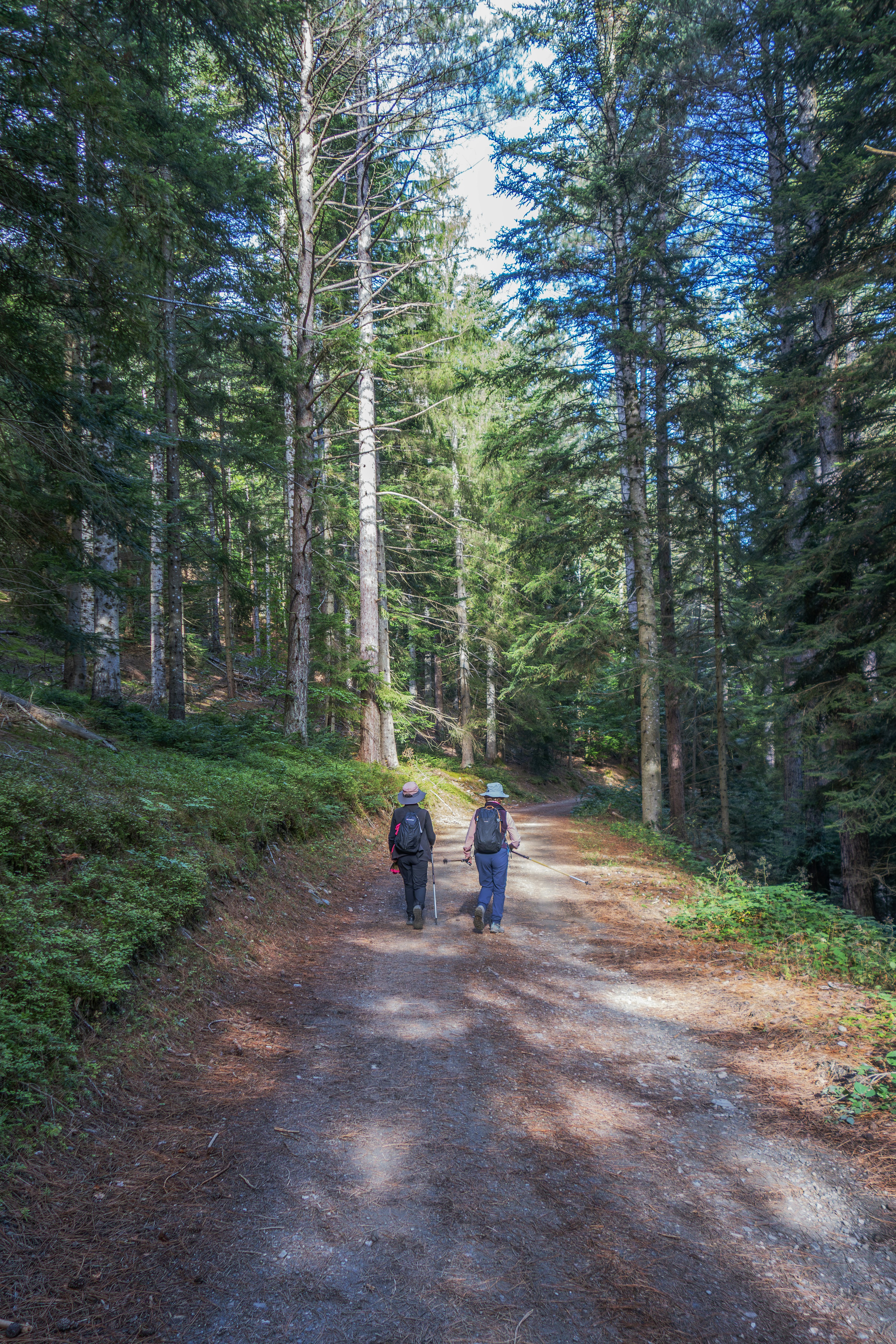 Trail of Light Through Towering Pines: Two Hikers on a Forest Path