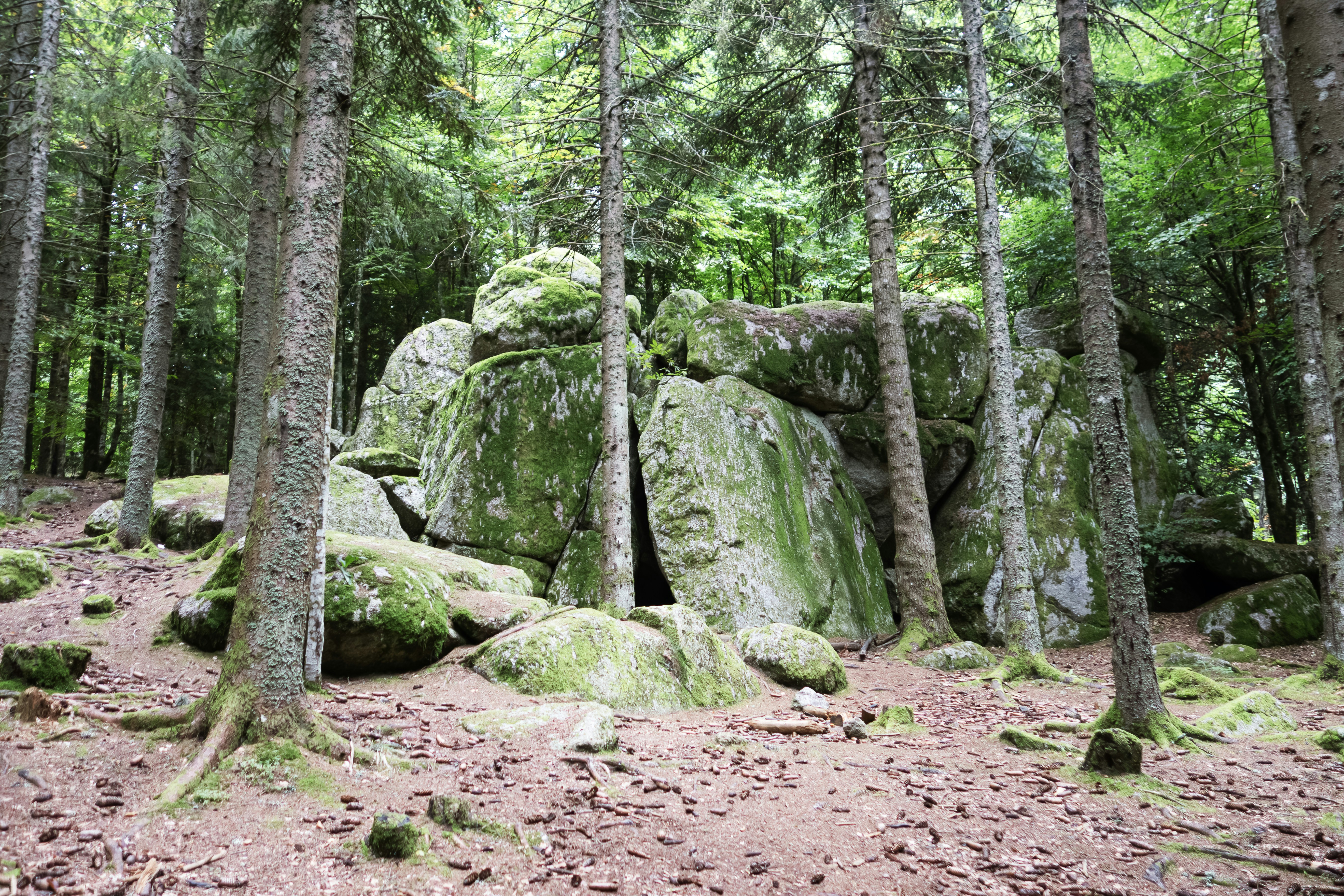 Large moss-covered boulders in a dense forest photo – Free Pine forest ...