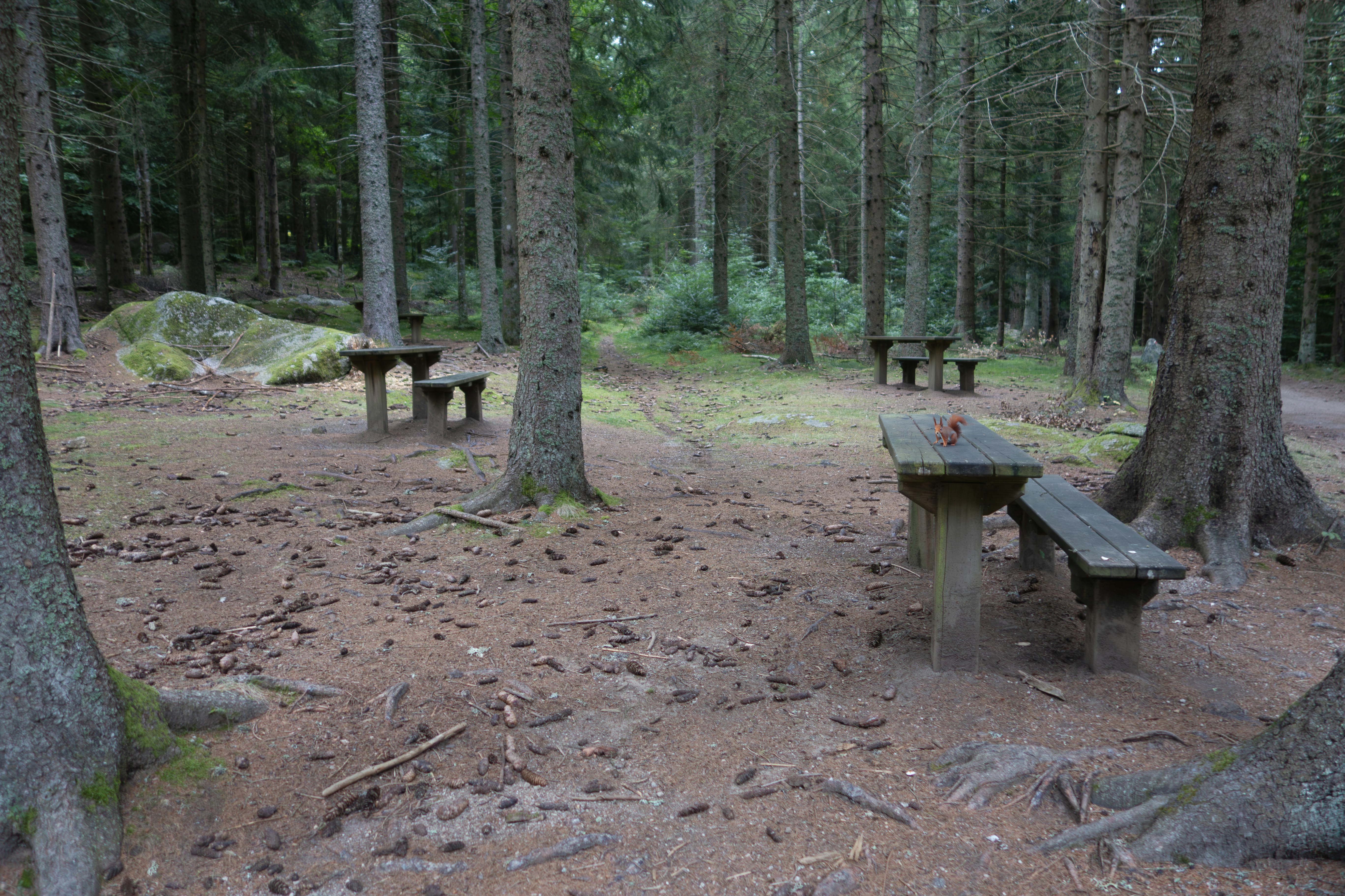 Whispers of the Forest Retreat