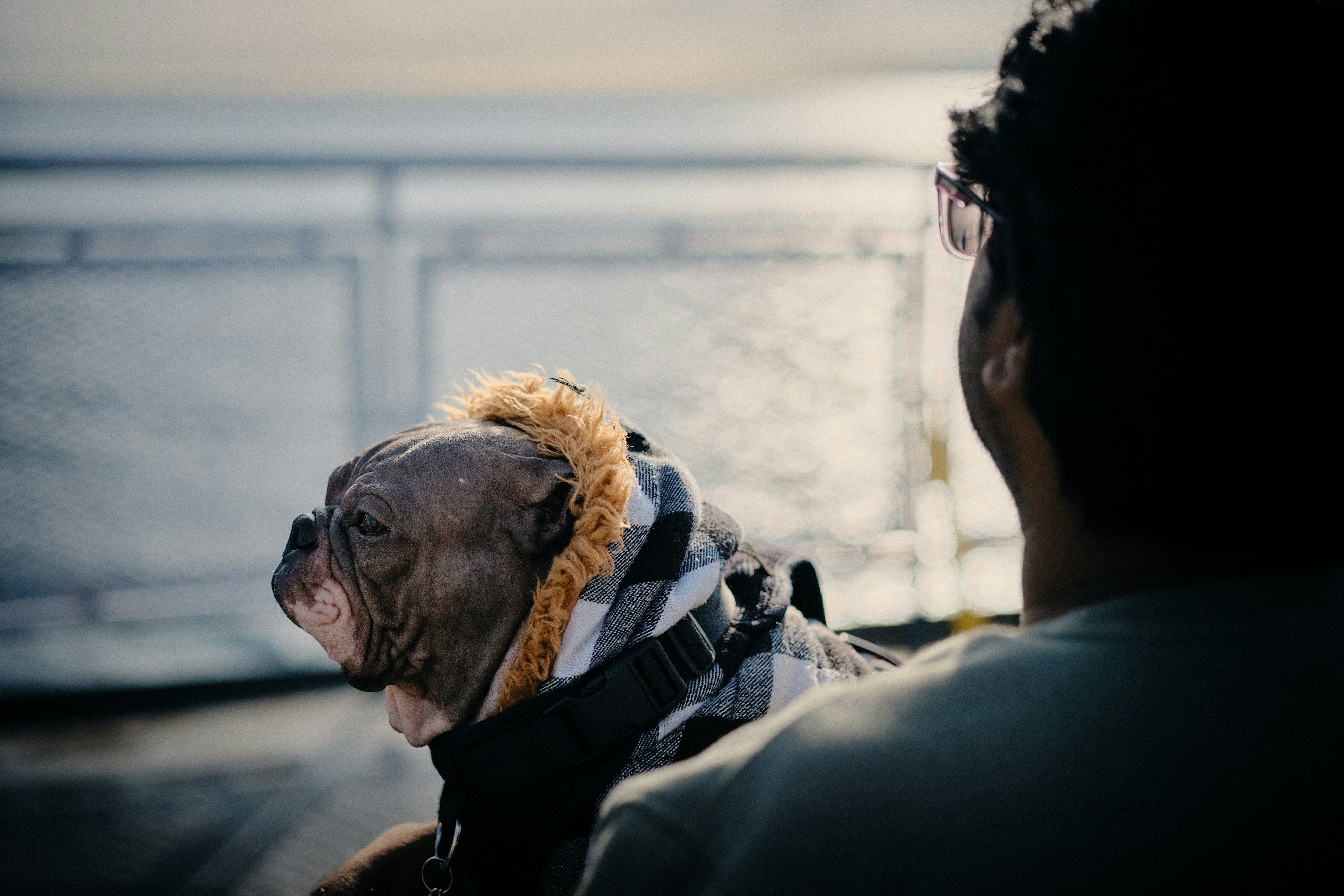 Backlit candid of a small hairless dog in a plaid hoodie riding a ferry beside its owner. Soft water bokeh and a cinematic crop create a moody, travel-story feel on the Pacific Northwest coast of British Columbia, Canada. | A person holds a dog wearing a warm winter coat.