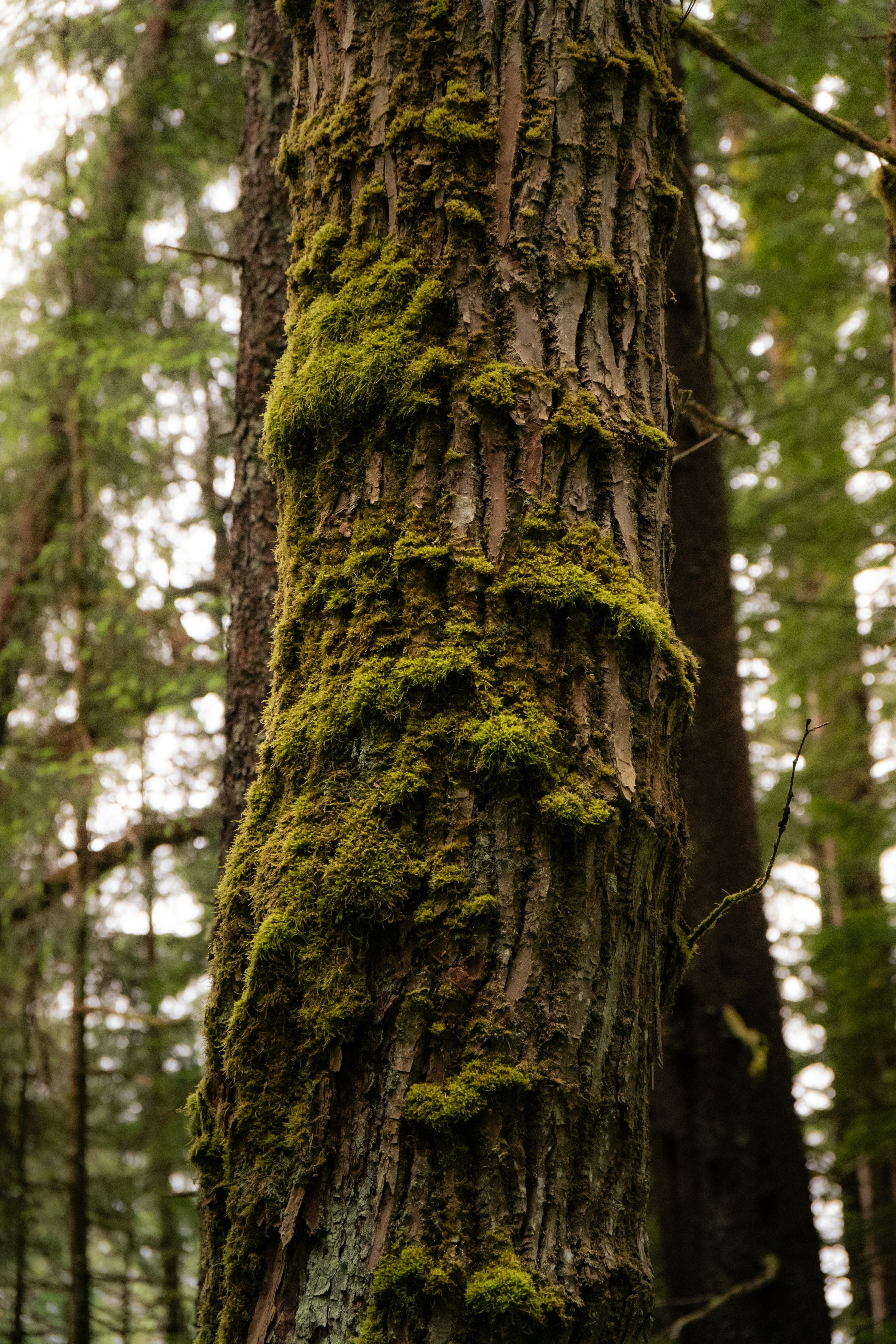 A close up shot of a mossy tree in Southeast Alaska. | Moss growing on a tree trunk in a forest