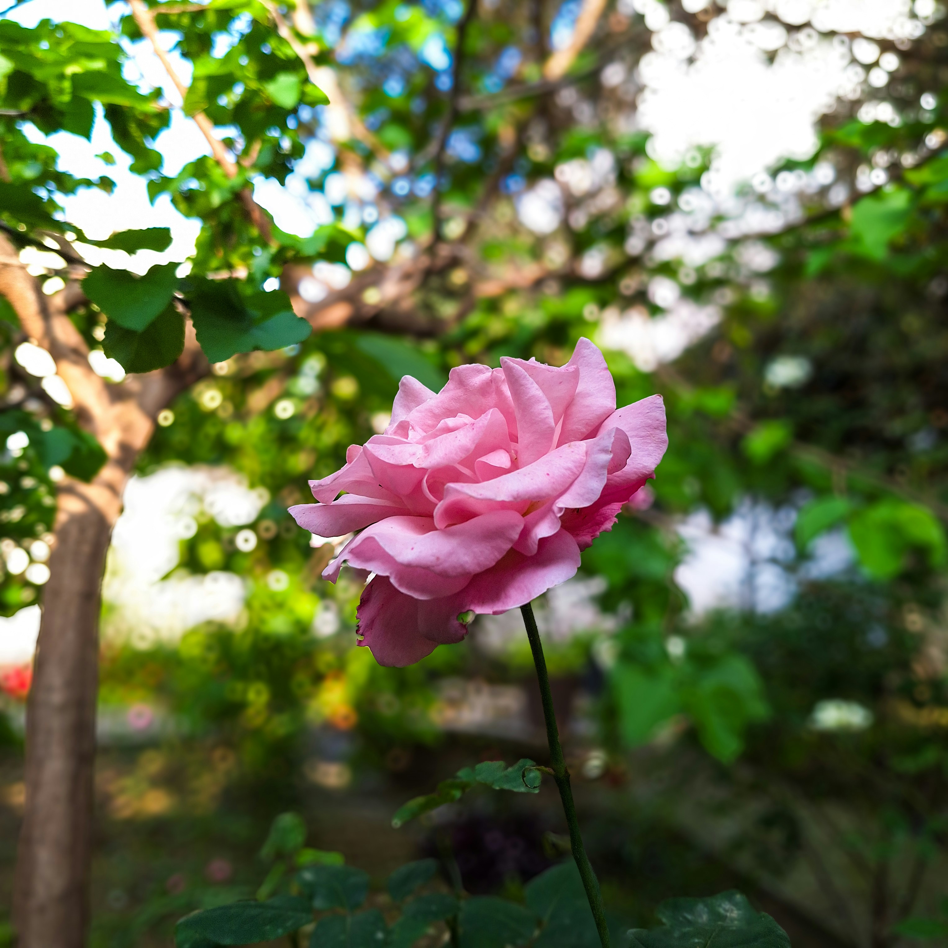 A close-up photo of a pink rose blooming in a garden, captured with natural sunlight and a blurred green background. Soft petals and vibrant colors highlight the delicate beauty of the flower. | A delicate pink rose blooms in a lush garden setting.