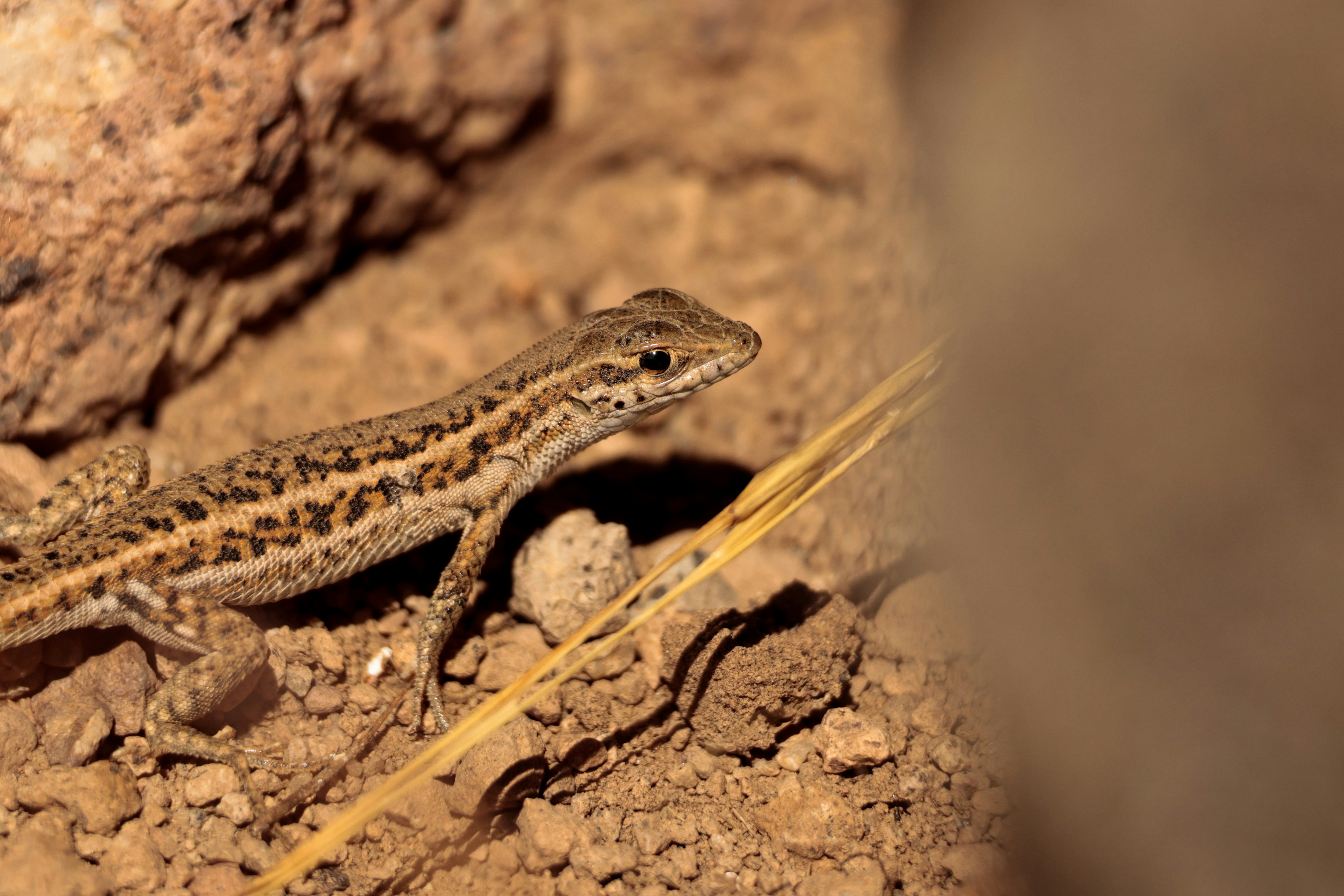 A small lizard with brown markings on dry ground. photo – Free Animal ...
