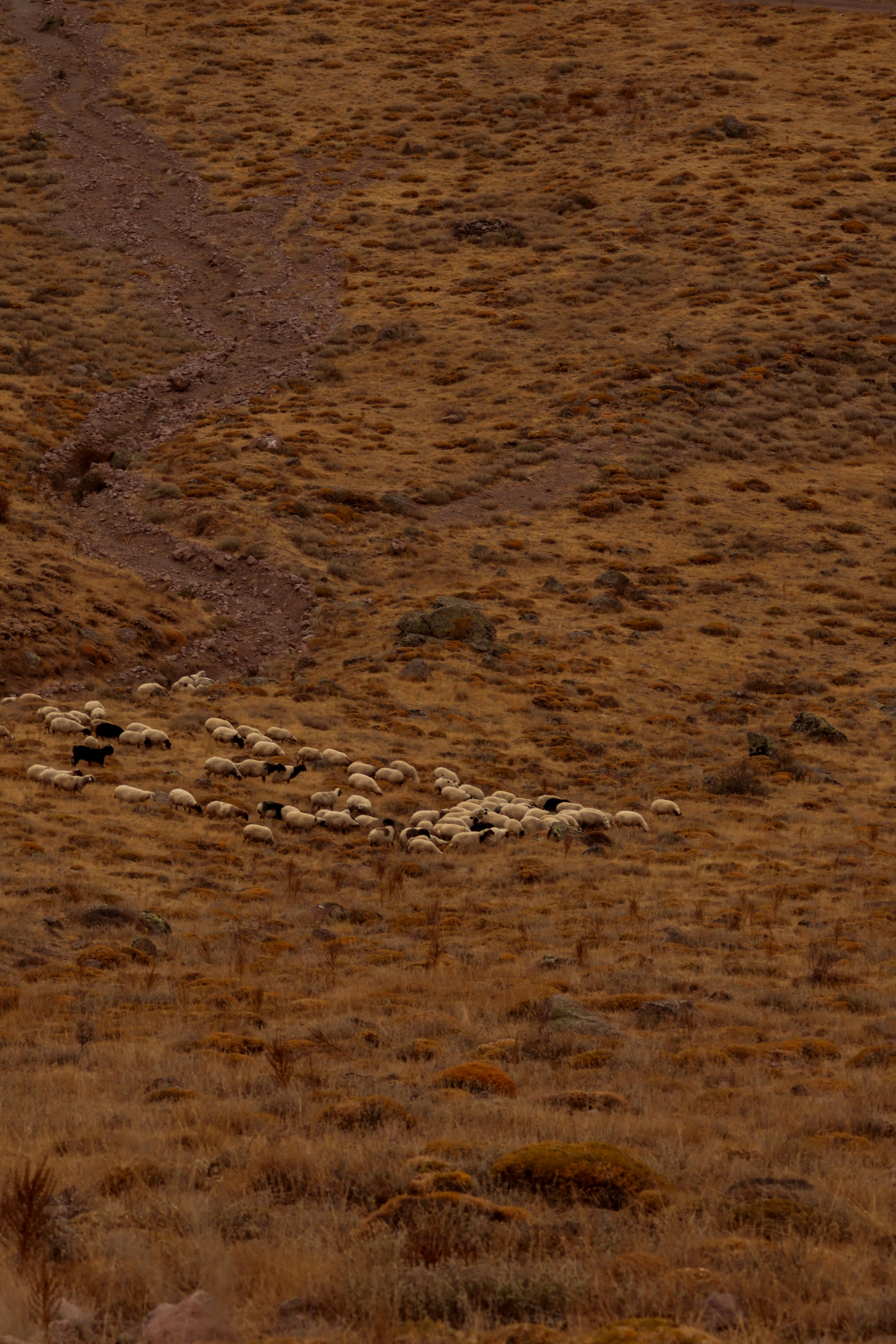 Harmony in the Highlands: A Flock's Journey