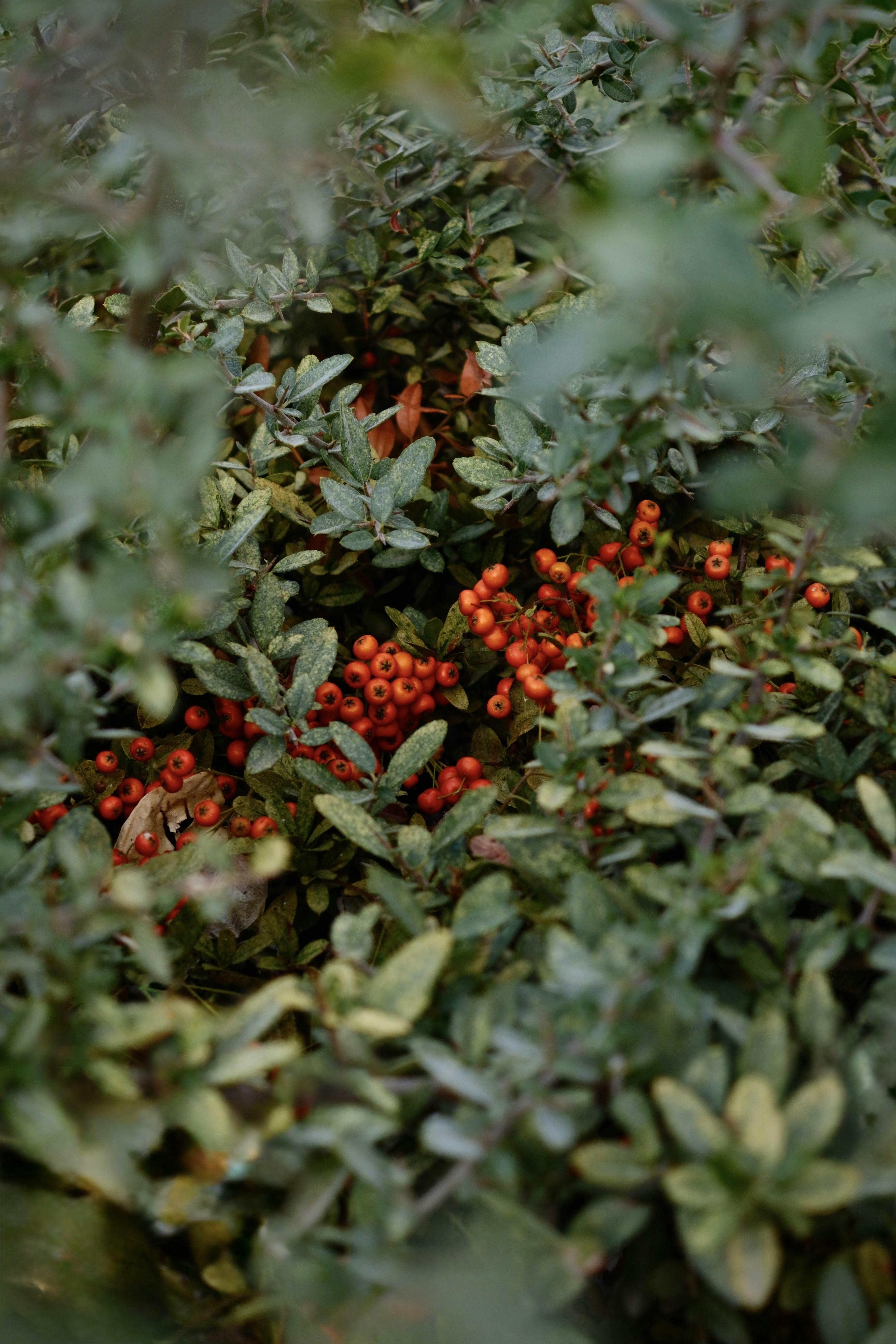 Red berries nestled amongst green leaves