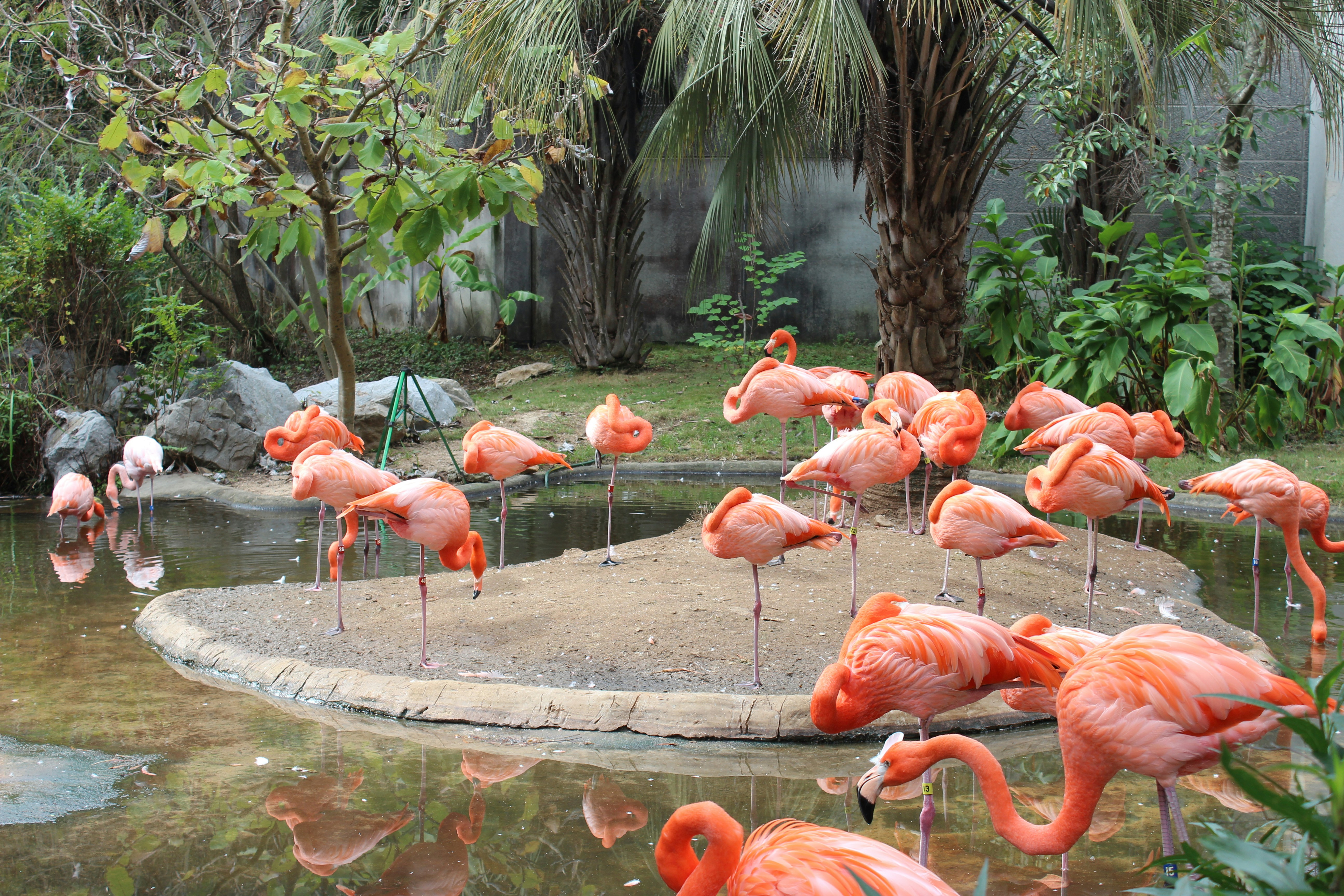 Flamingos on a Sandy Island: coral plumage amid a tranquil pond