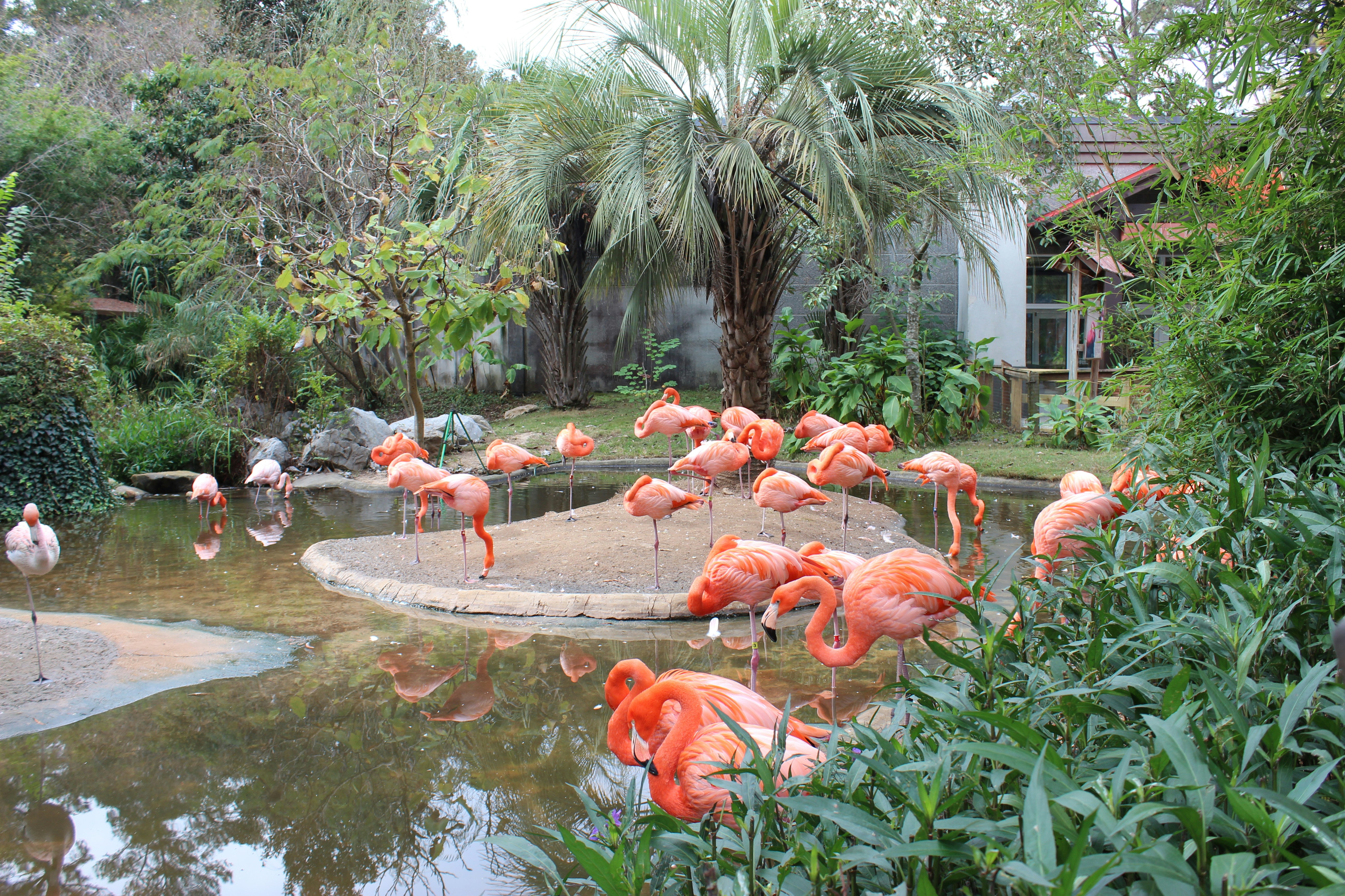 Flamingo Harmony in a Serene Oasis