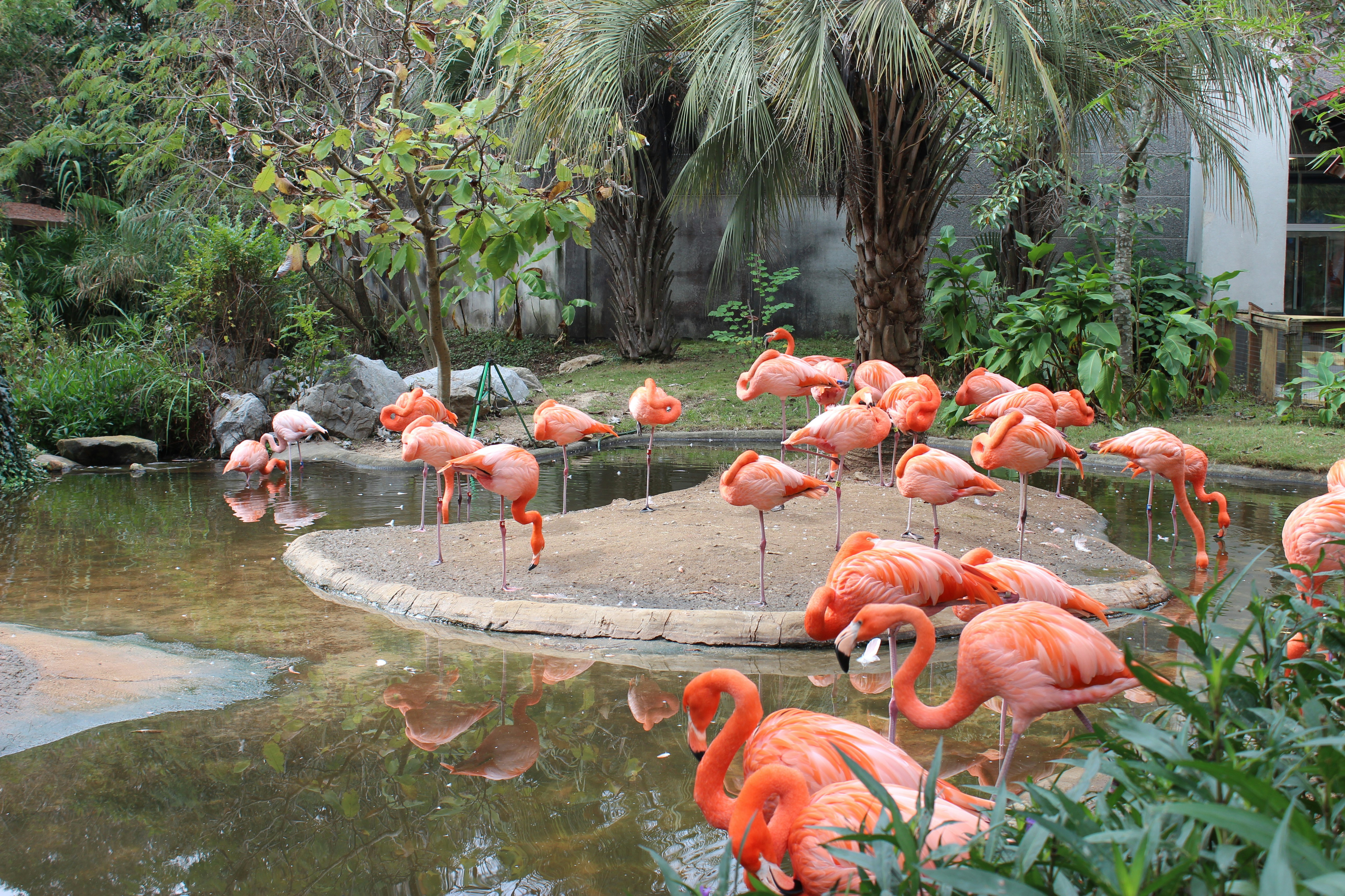 Rosy Flock on a Tropical Pond Island