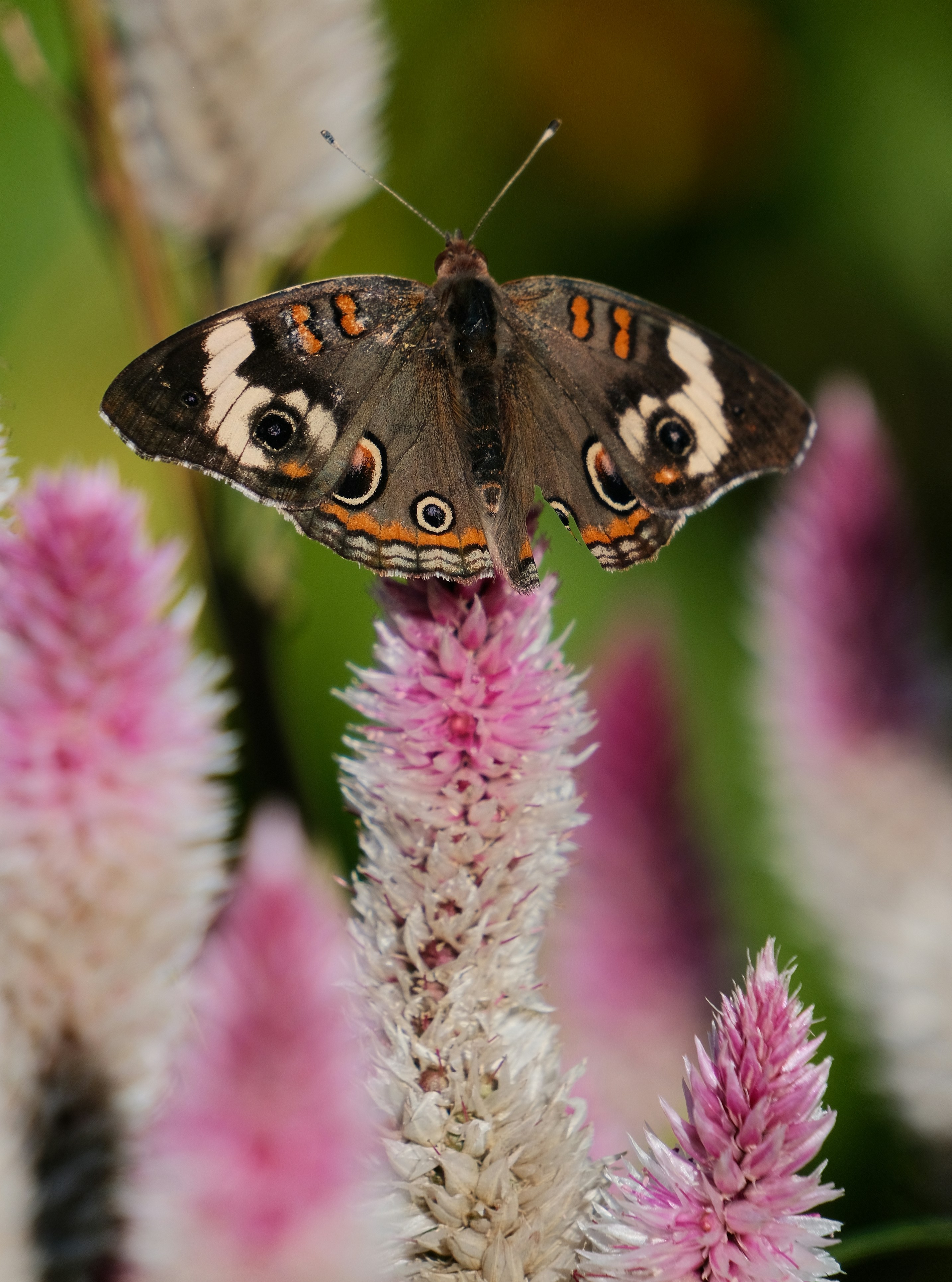 Painted Lady on a Pink Celosia Spike: Close-up of a Butterfly's Wings