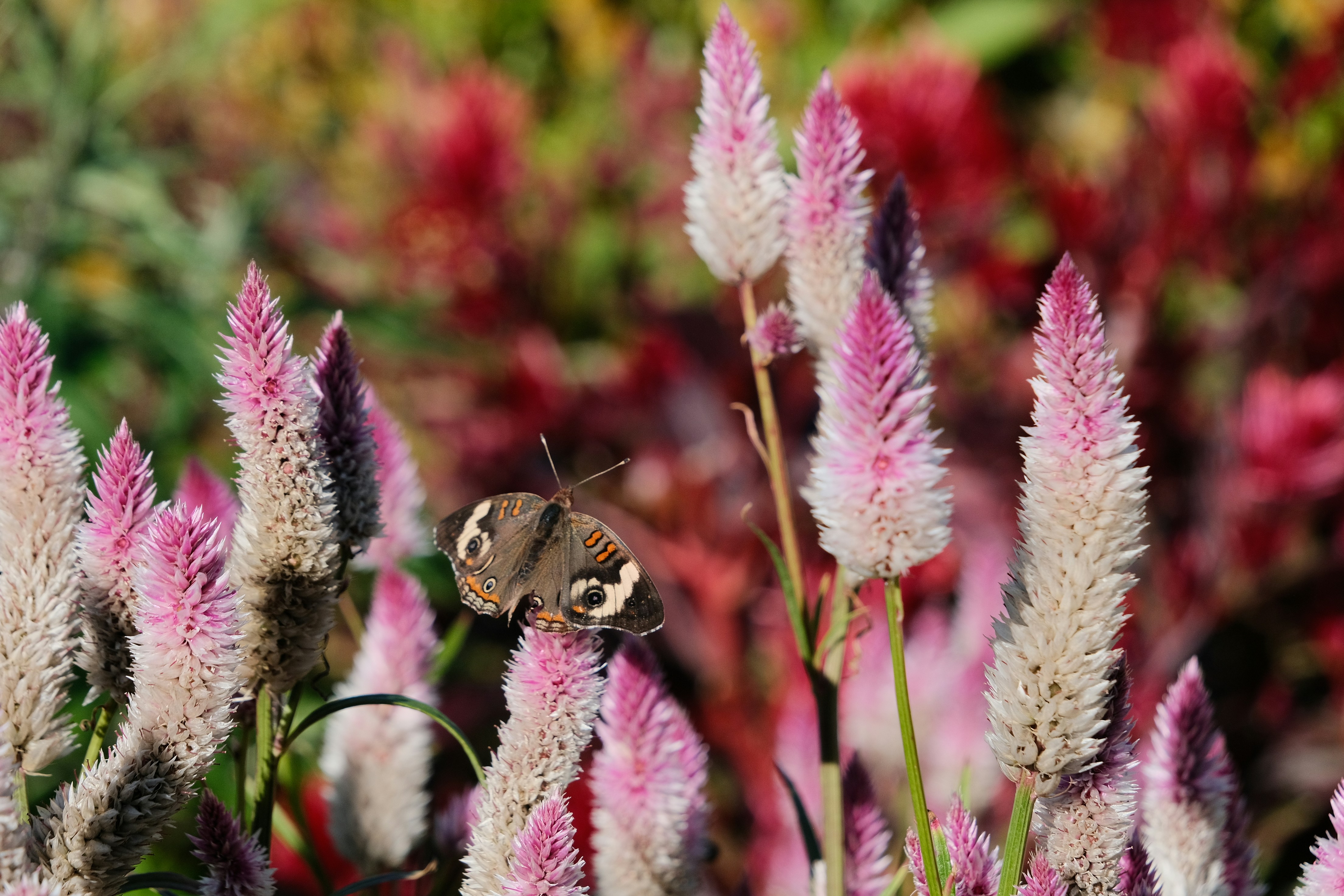 Whispers of Nature: A Butterfly's Ballet Among Blossoms