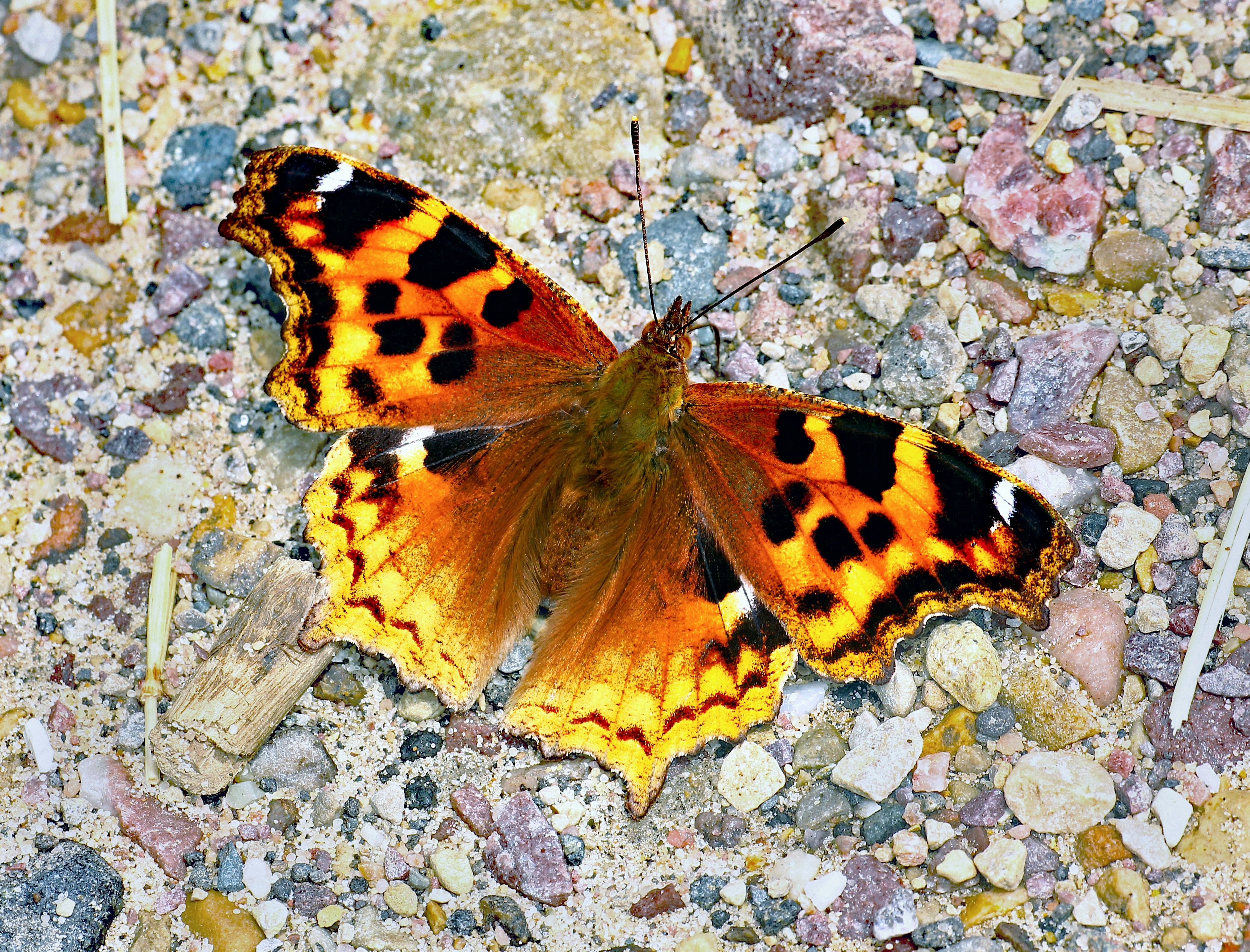 Crimson Wing on a Pebble Mosaic