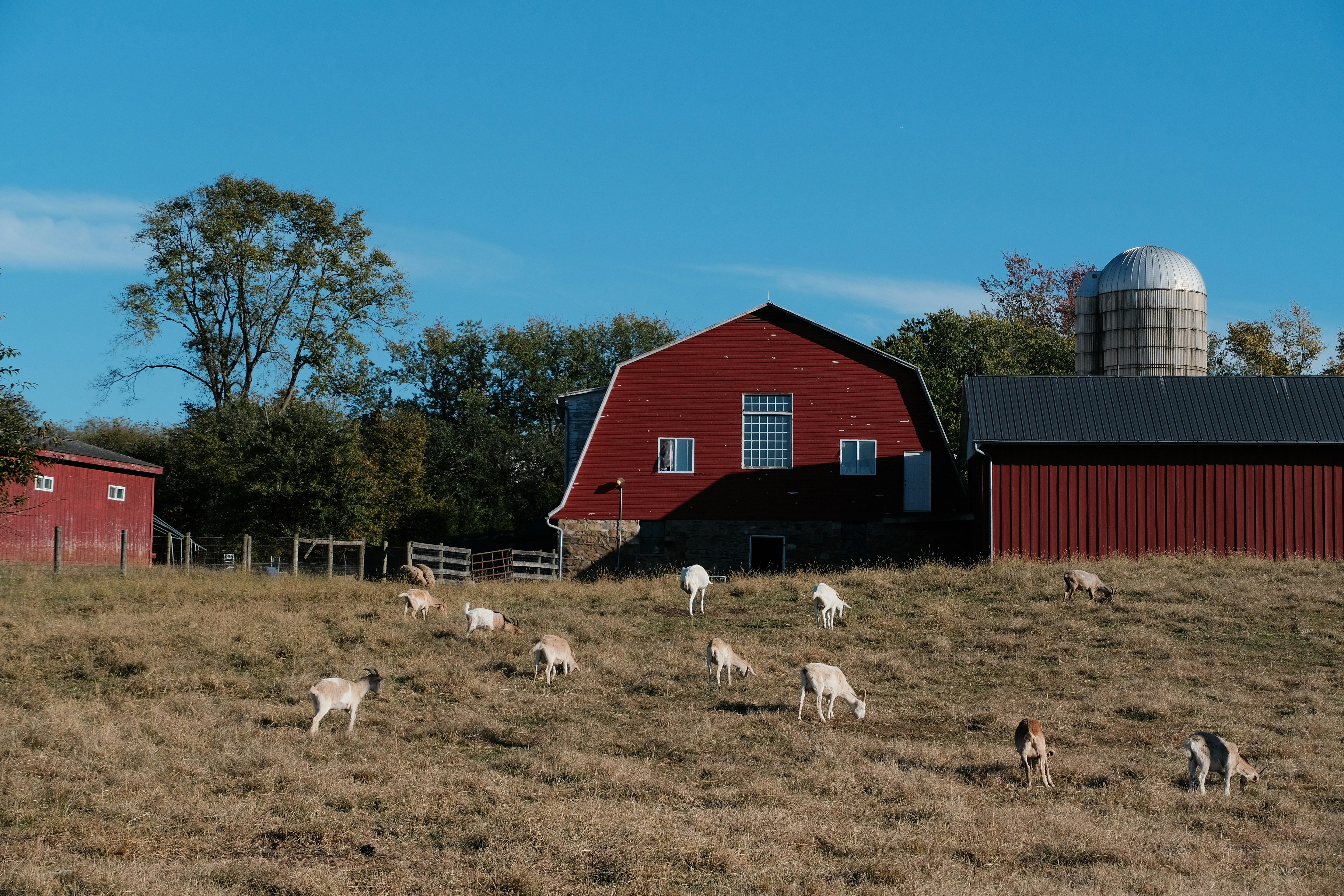 Rustic Harmony: Life on the Farm