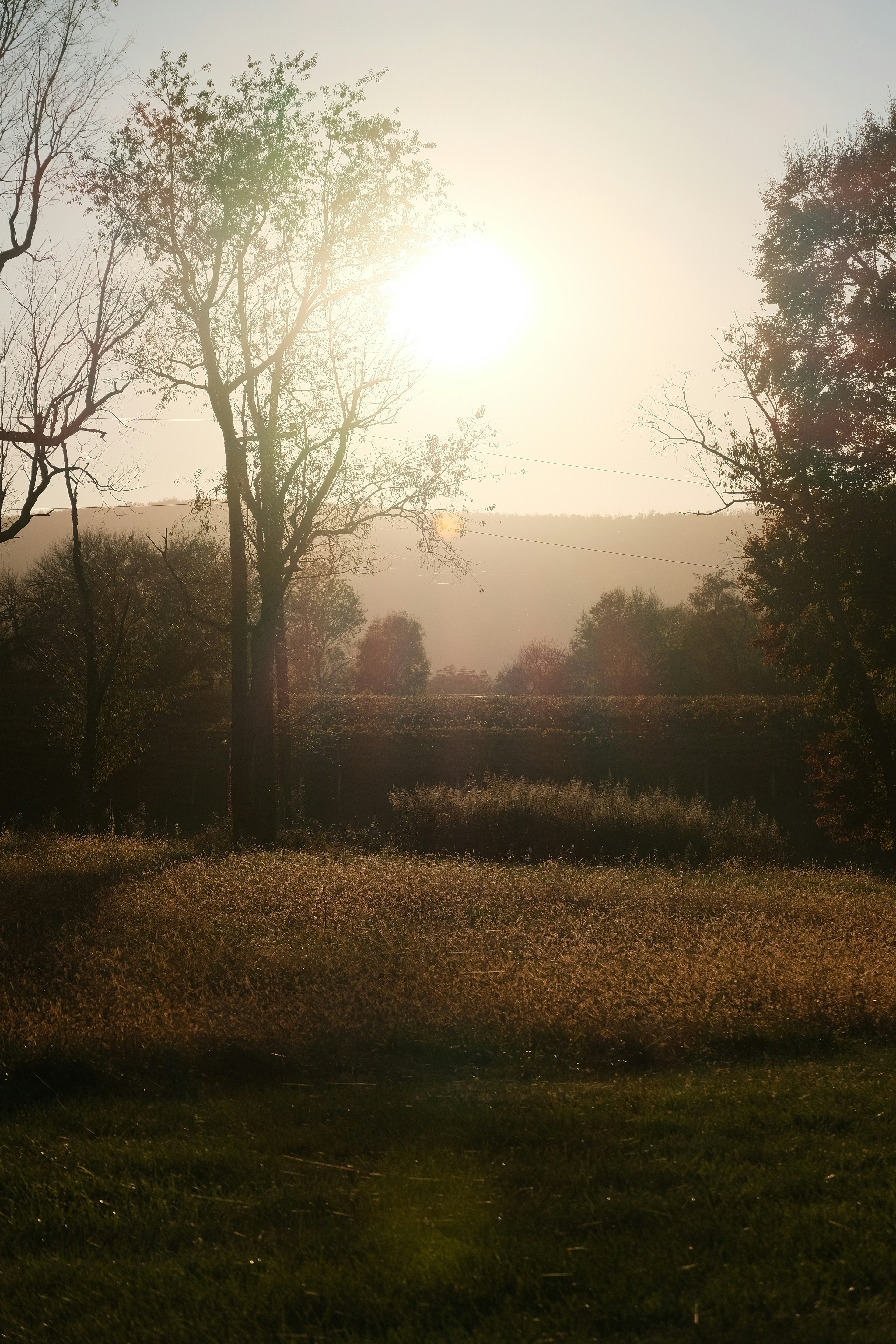 Golden Hues of Autumn's Embrace