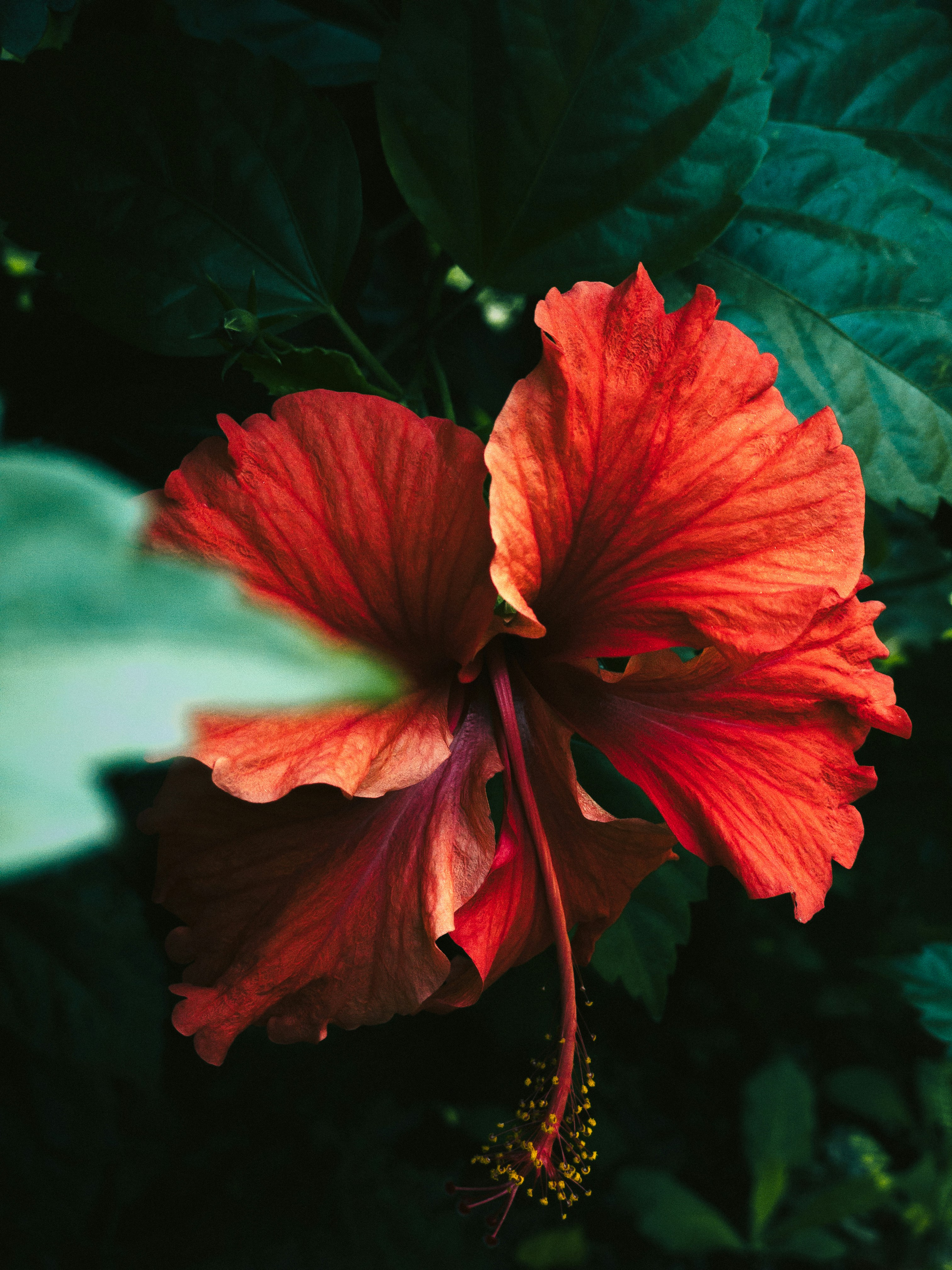 Crimson Elegance: A Hibiscus in Bloom