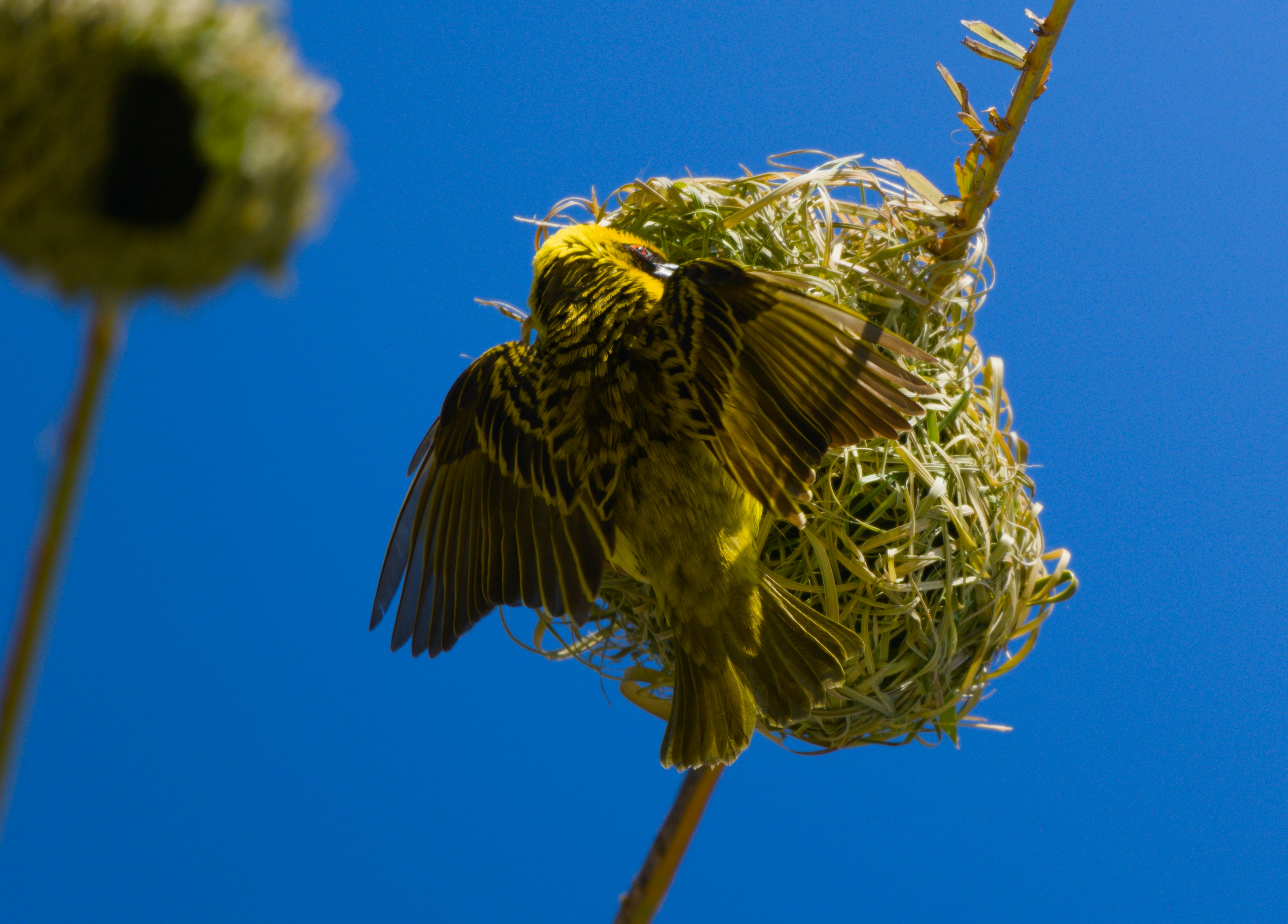 Nest Builders: A Feathered Artisan at Work