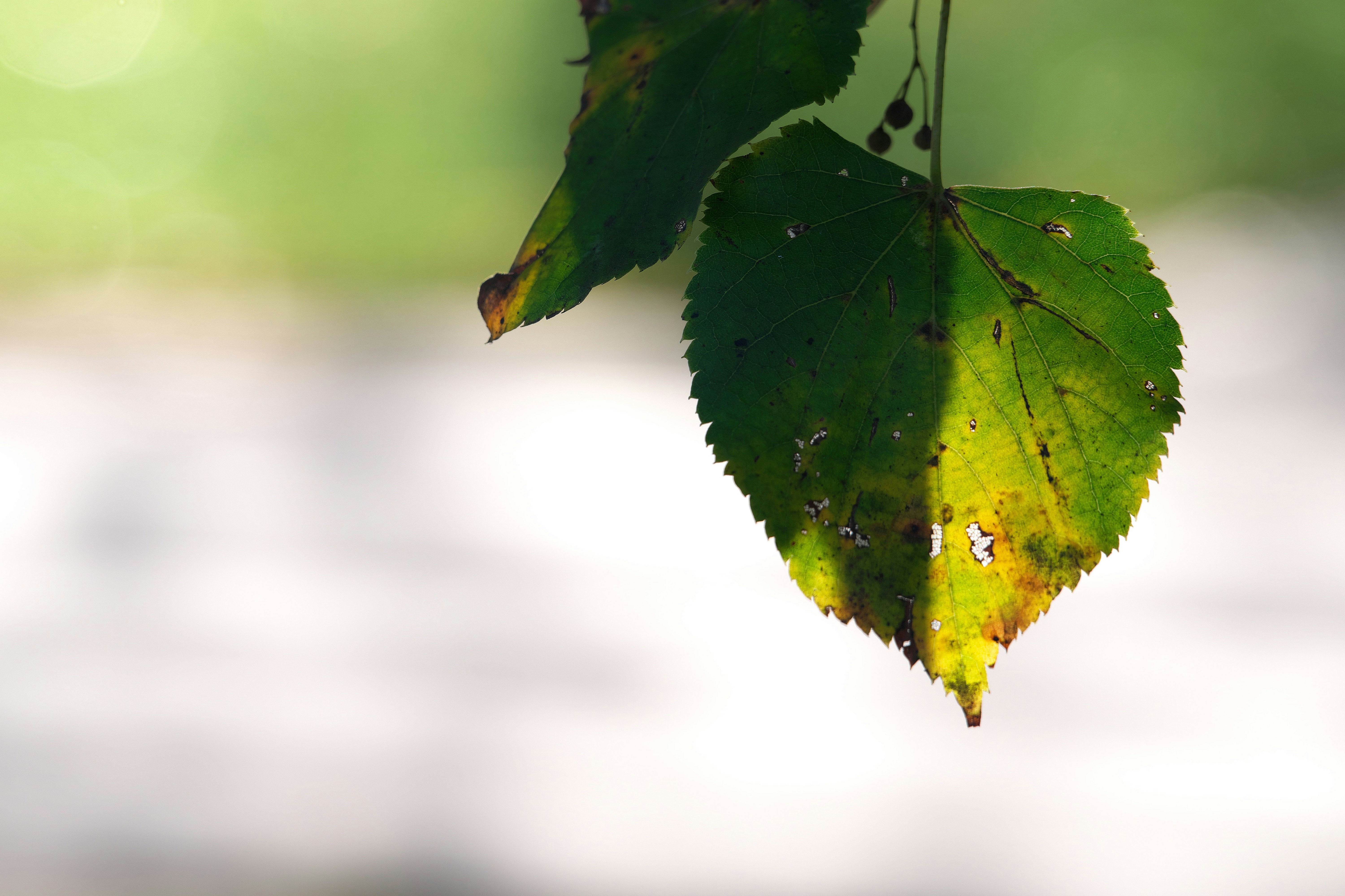 Green leaf with sunlight and shadow