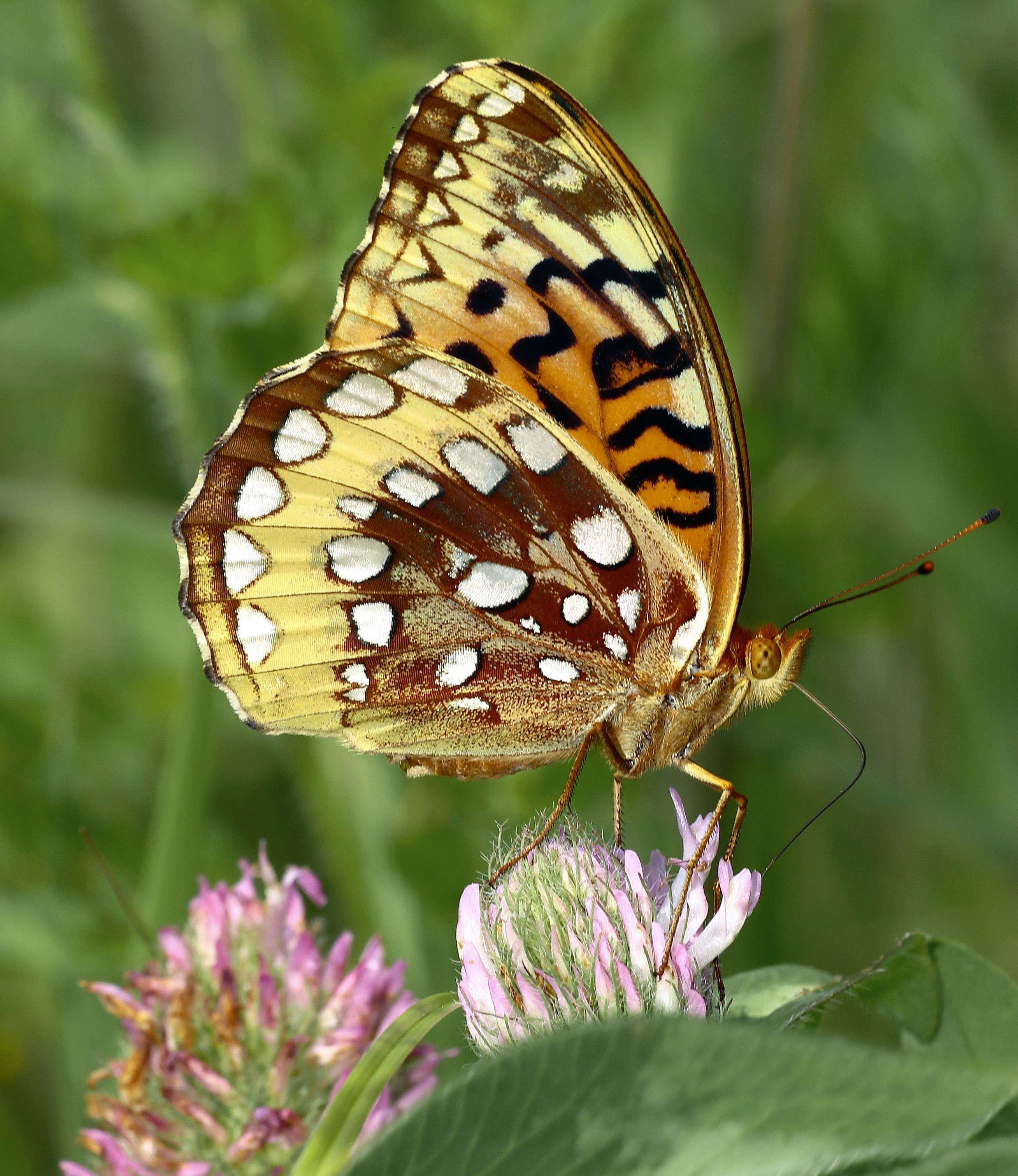A vibrant butterfly perched delicately on a clover flower, showcasing intricate patterns on its wings against a soft green backdrop.
