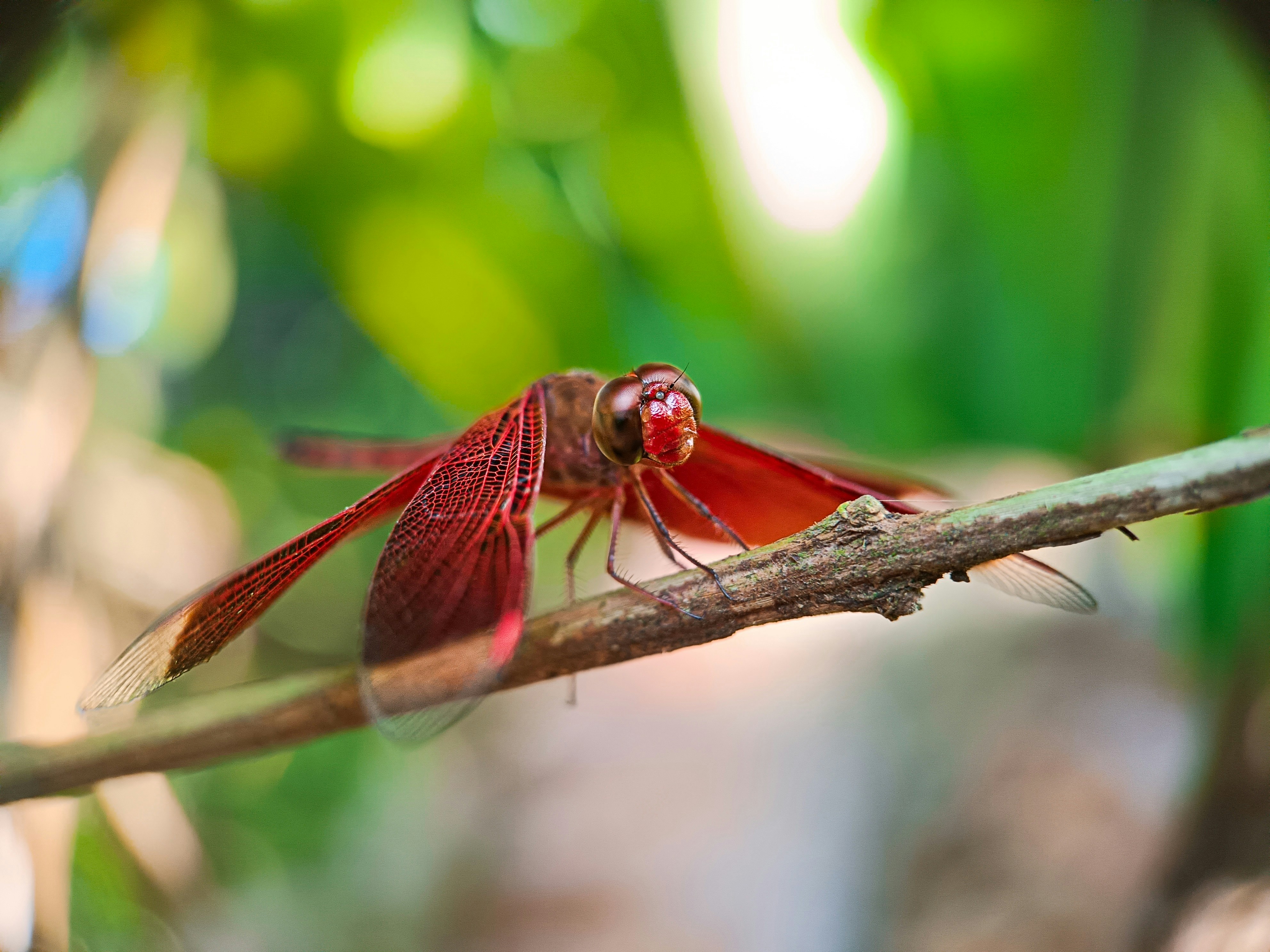 A red dragonfly rests on a thin branch.