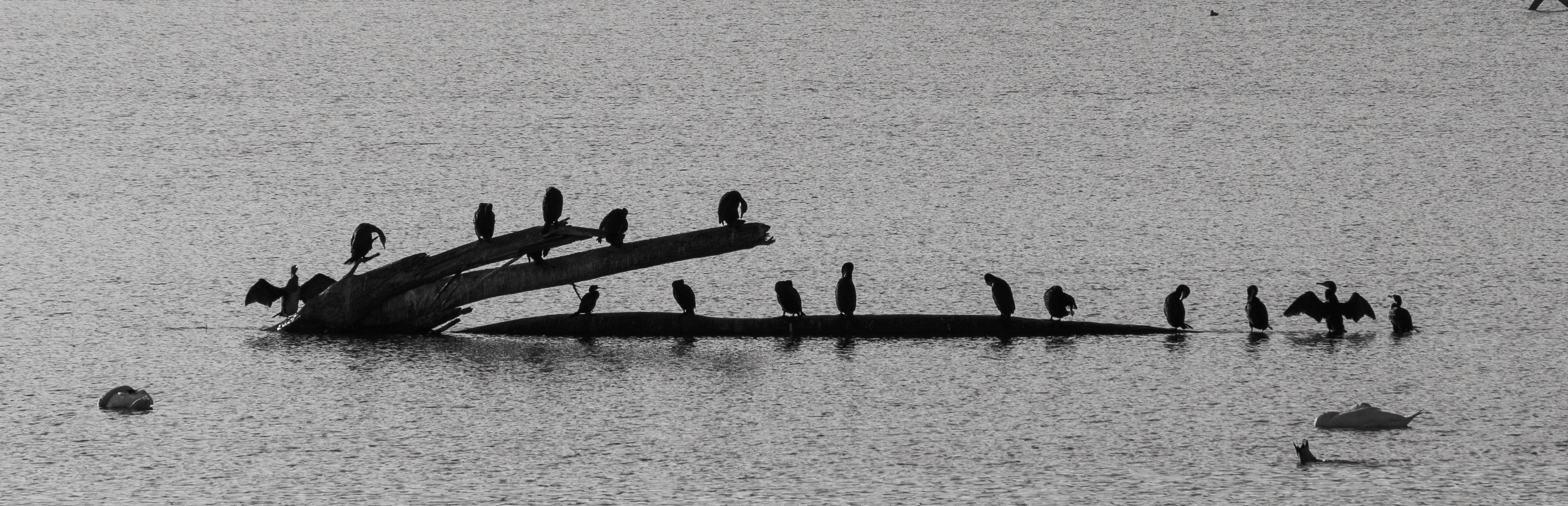 Silent Sentinels: A Gathering of Shadows