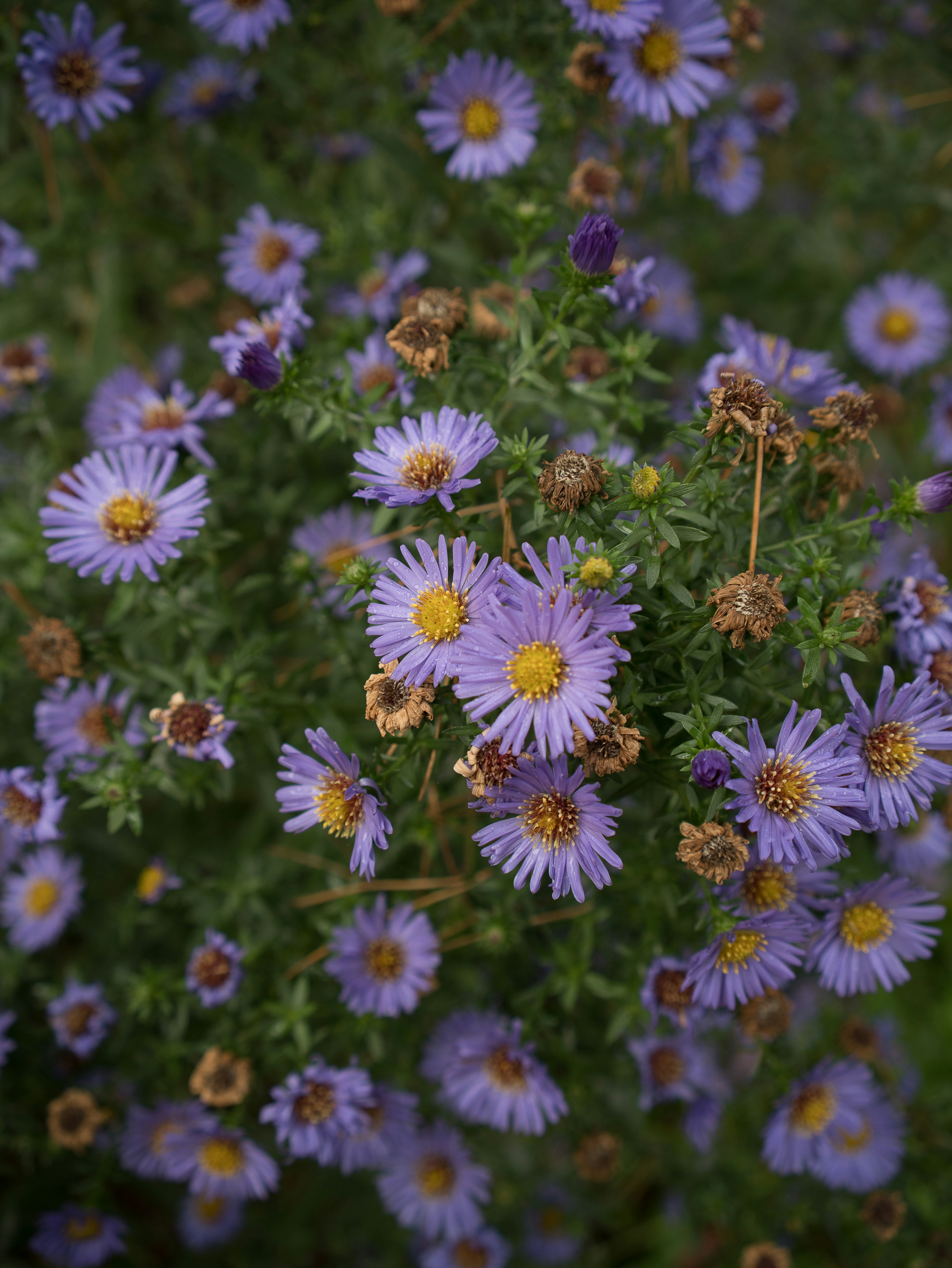 A cluster of small purple flowers with yellow centers.
