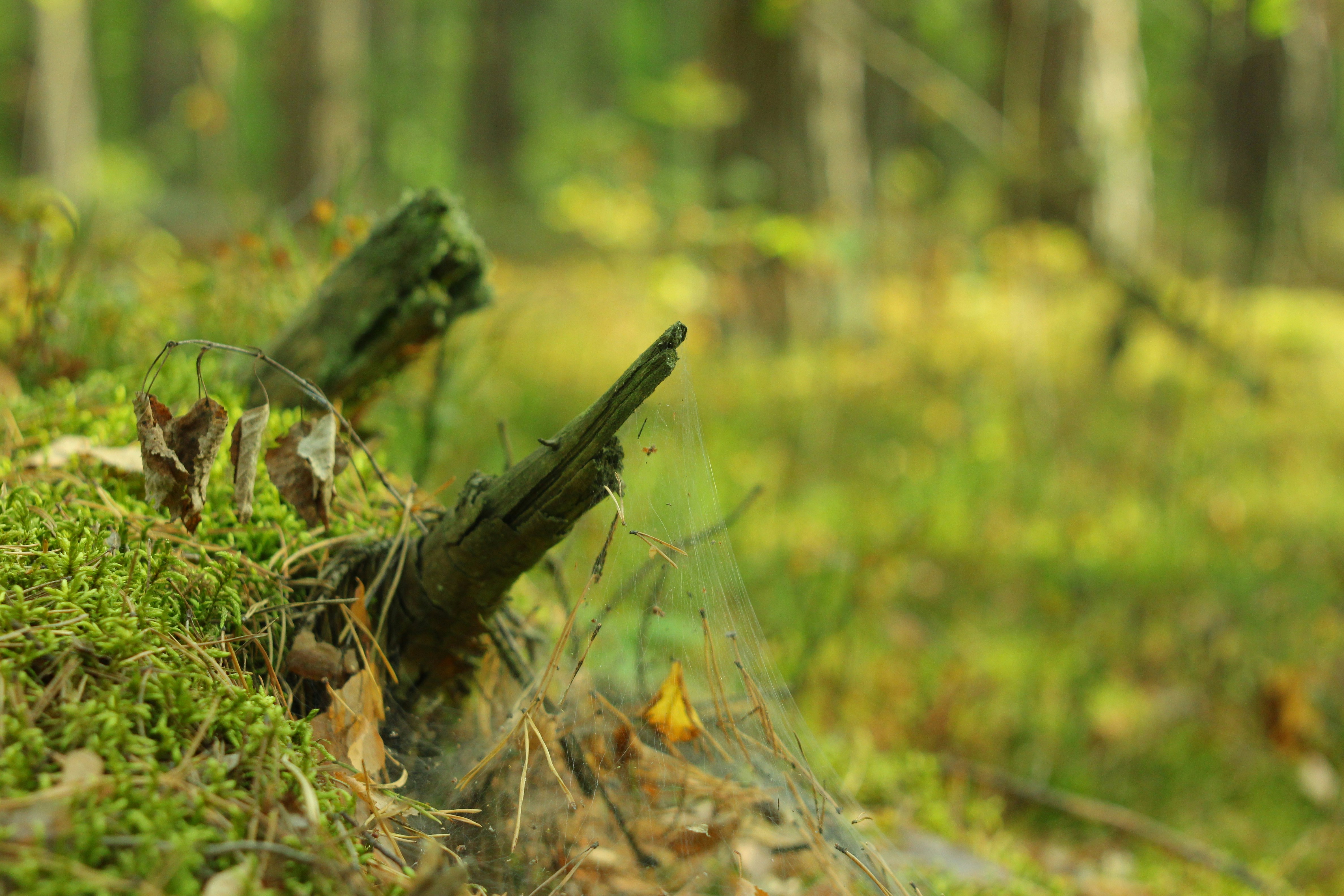 Cloaked in Silk: Webbed Shelter on a Fallen Log