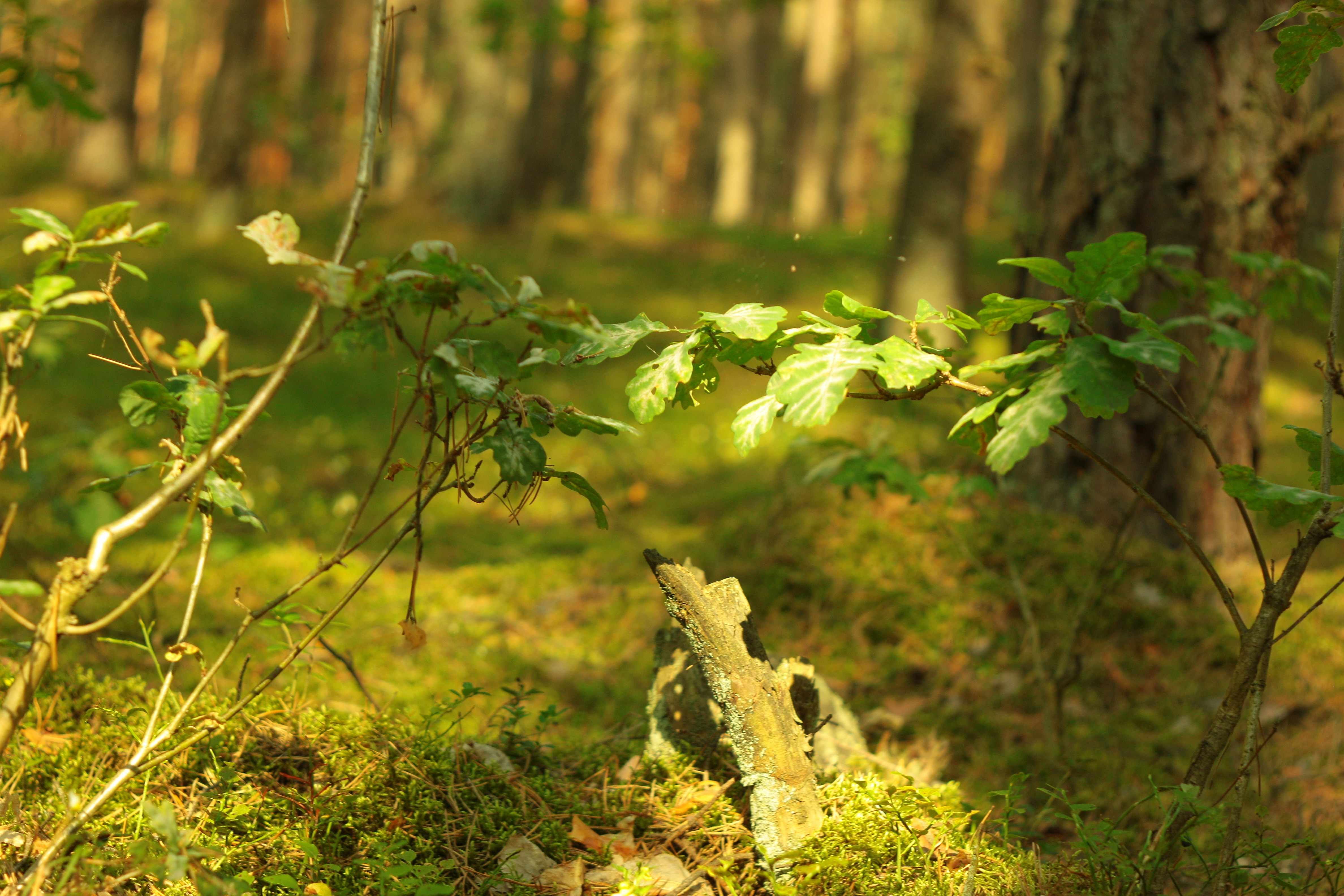 Framed in Sunlight: Moss, Leaves, and a Weathered Log on a Quiet Forest Floor