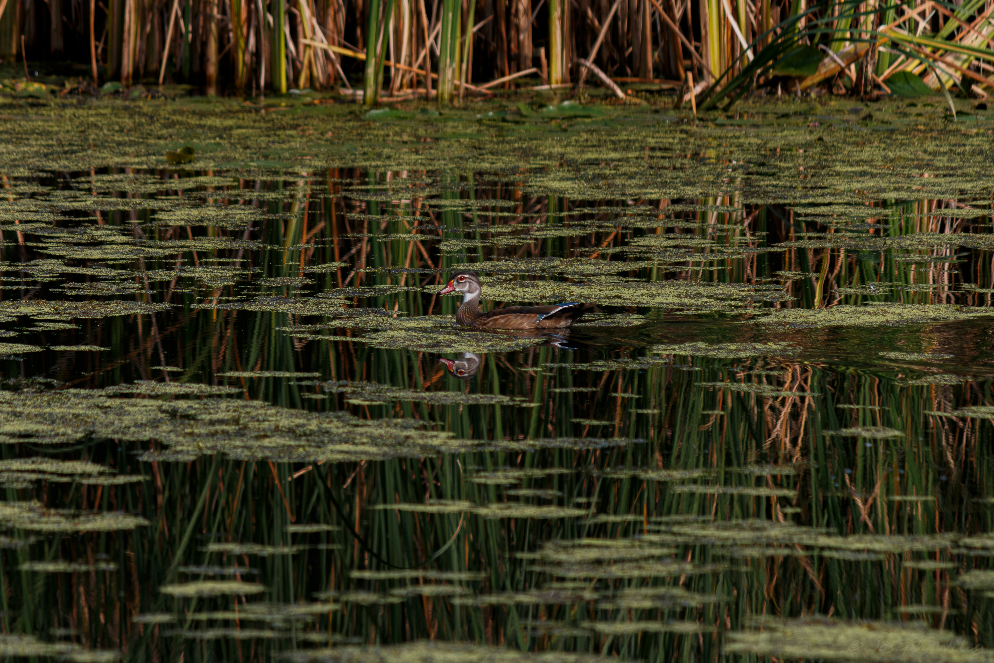 A duck swims in a pond with reeds.