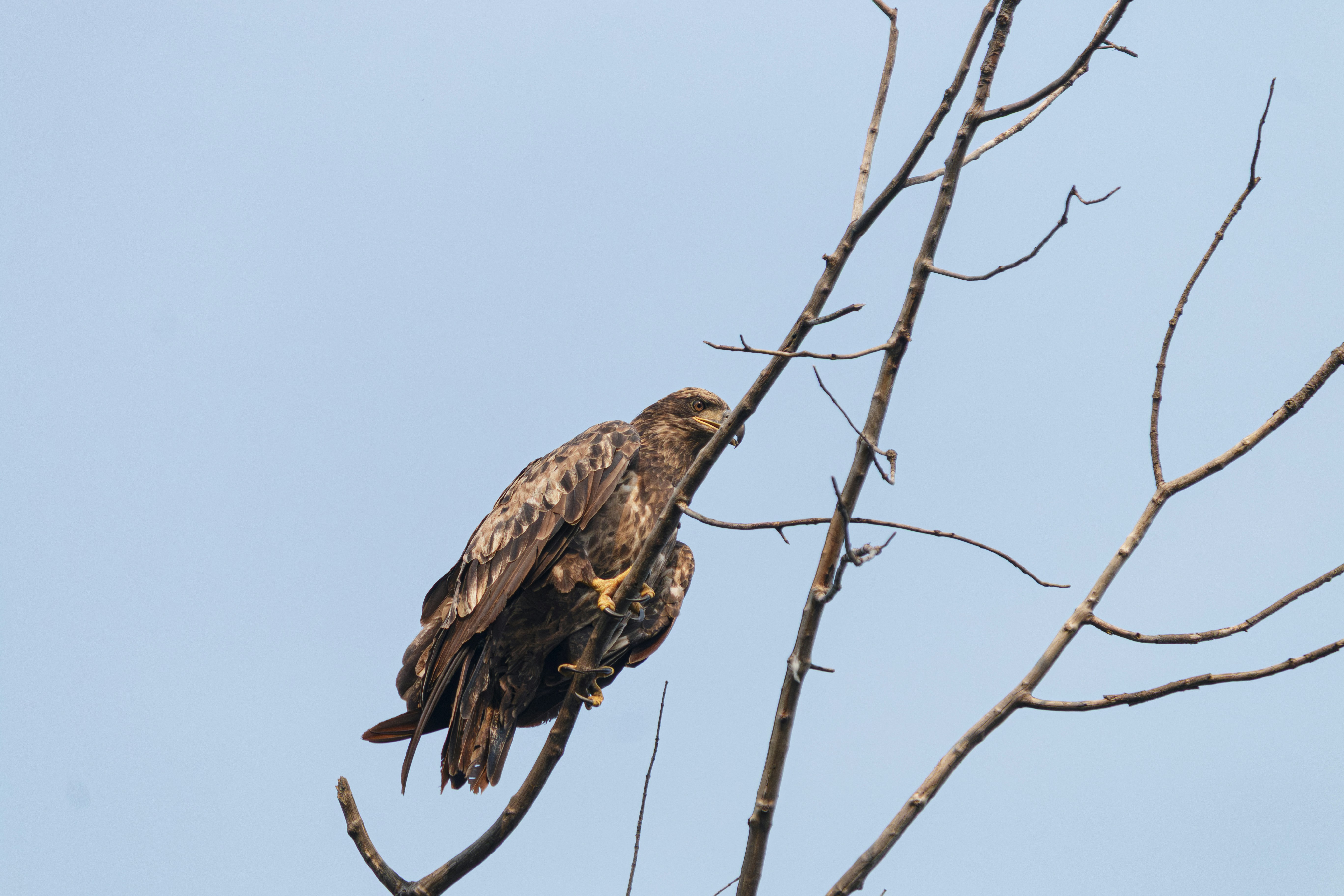 A hawk perched quietly on a bare branch against a clear blue sky, showcasing its intricate feather patterns and poised demeanor.