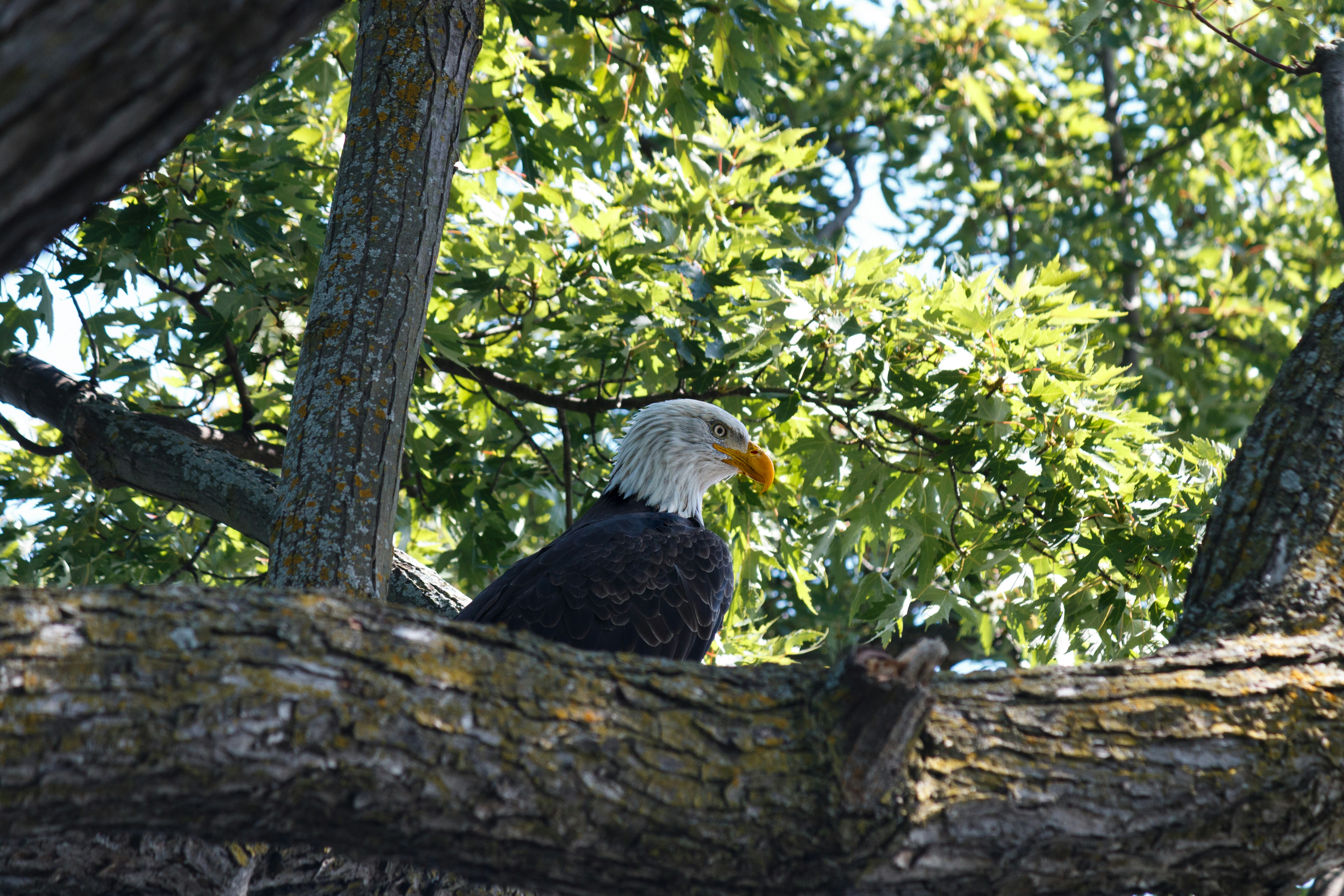Bald eagle perched on a sturdy branch, surrounded by vibrant green foliage. The scene captures the essence of wildlife in its natural habitat.
