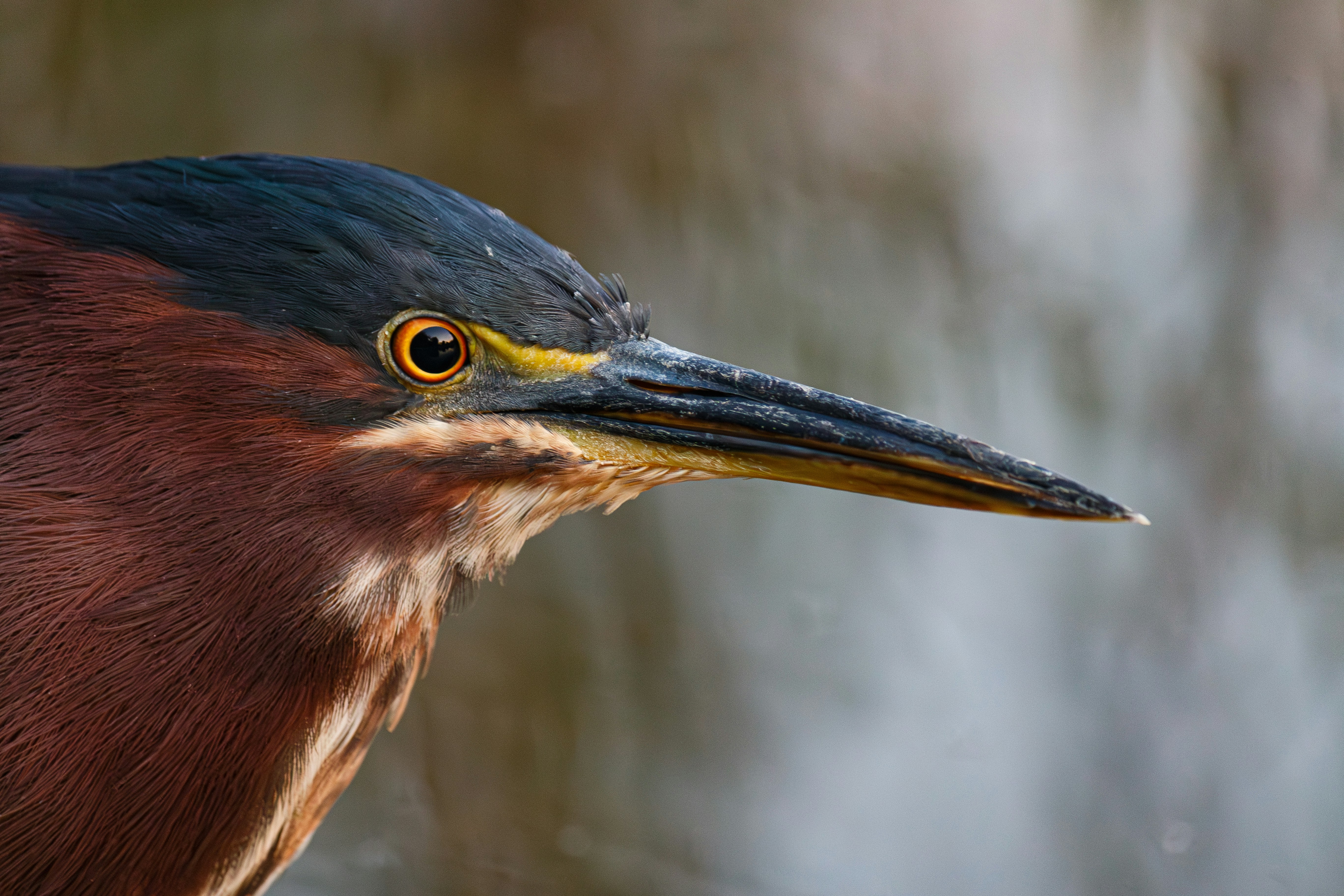Close-up of a green heron bird's head and its beak