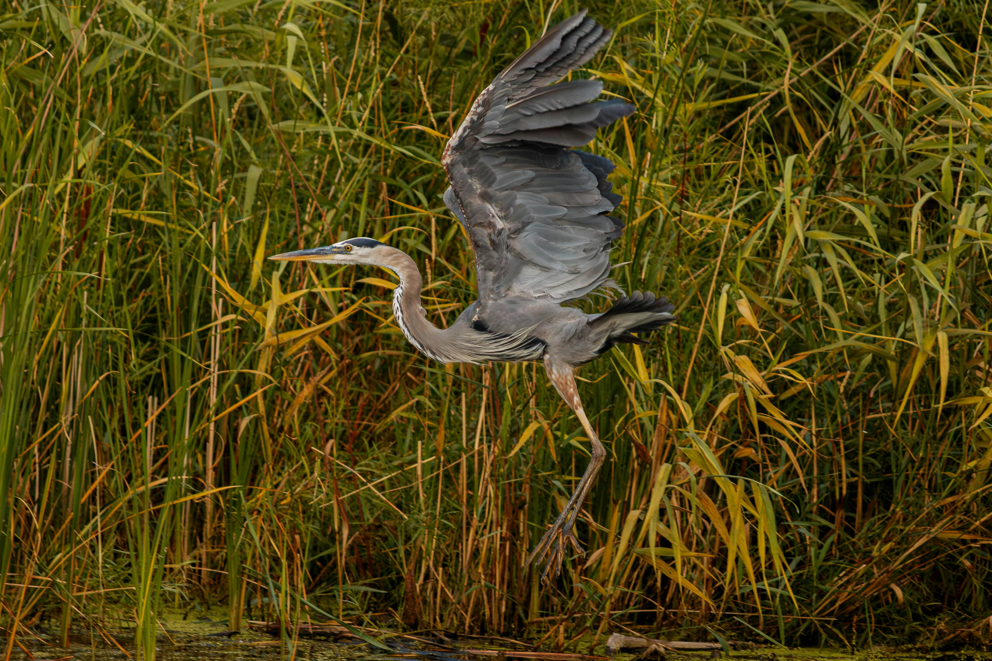 Elegance in Flight: The Great Blue Heron