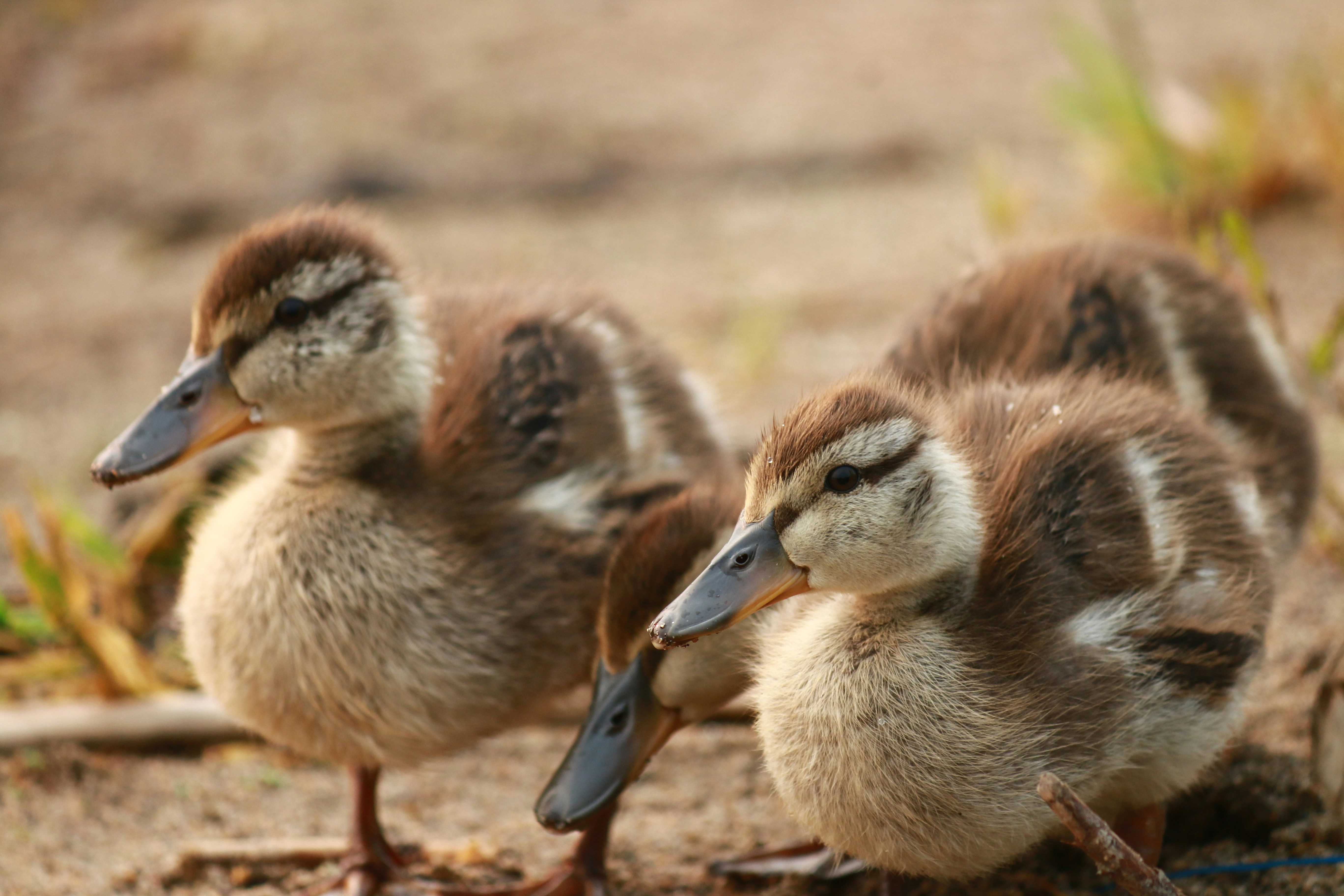 Three fluffy ducklings stand together on the ground.