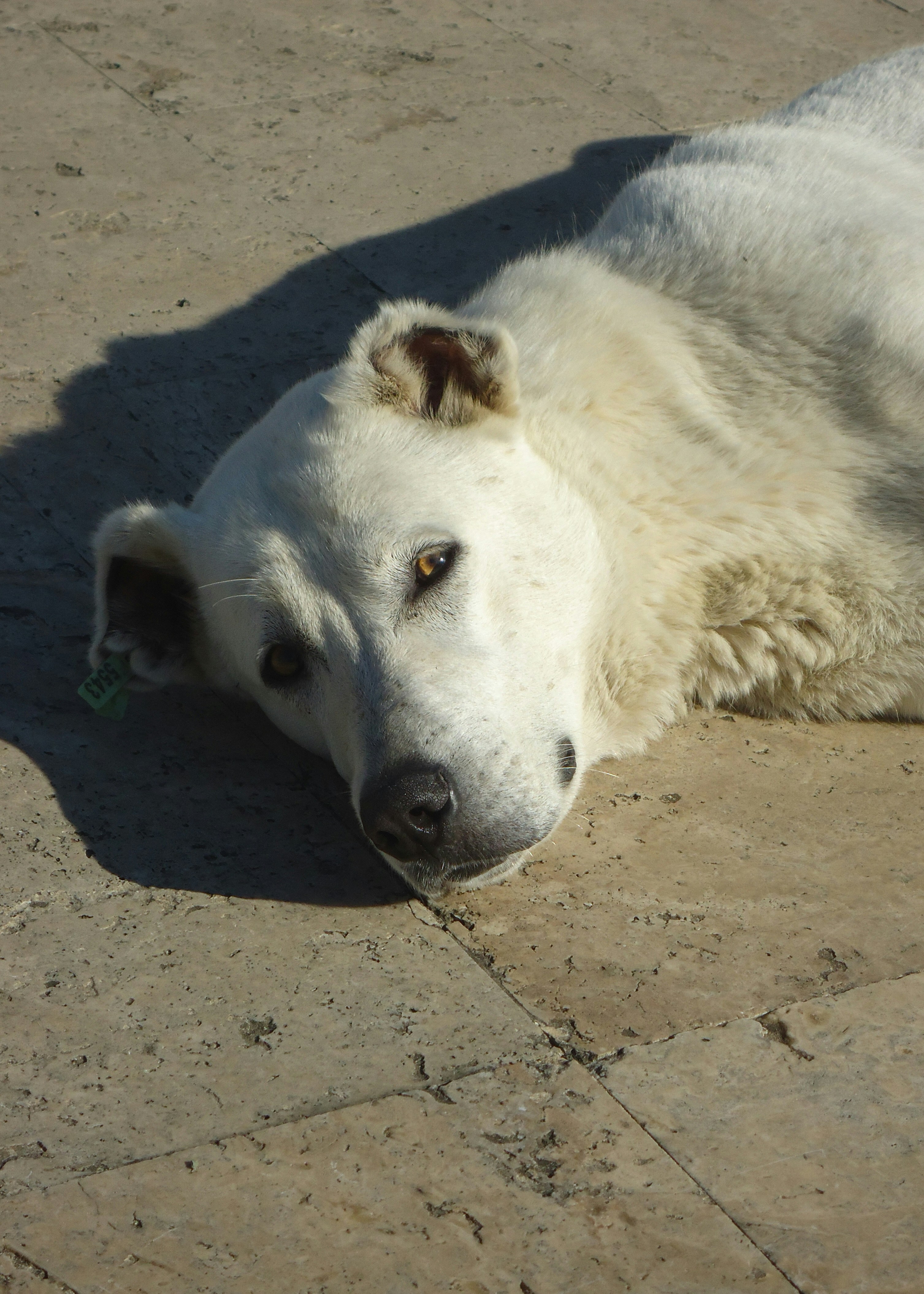 A white dog rests on a stone surface.