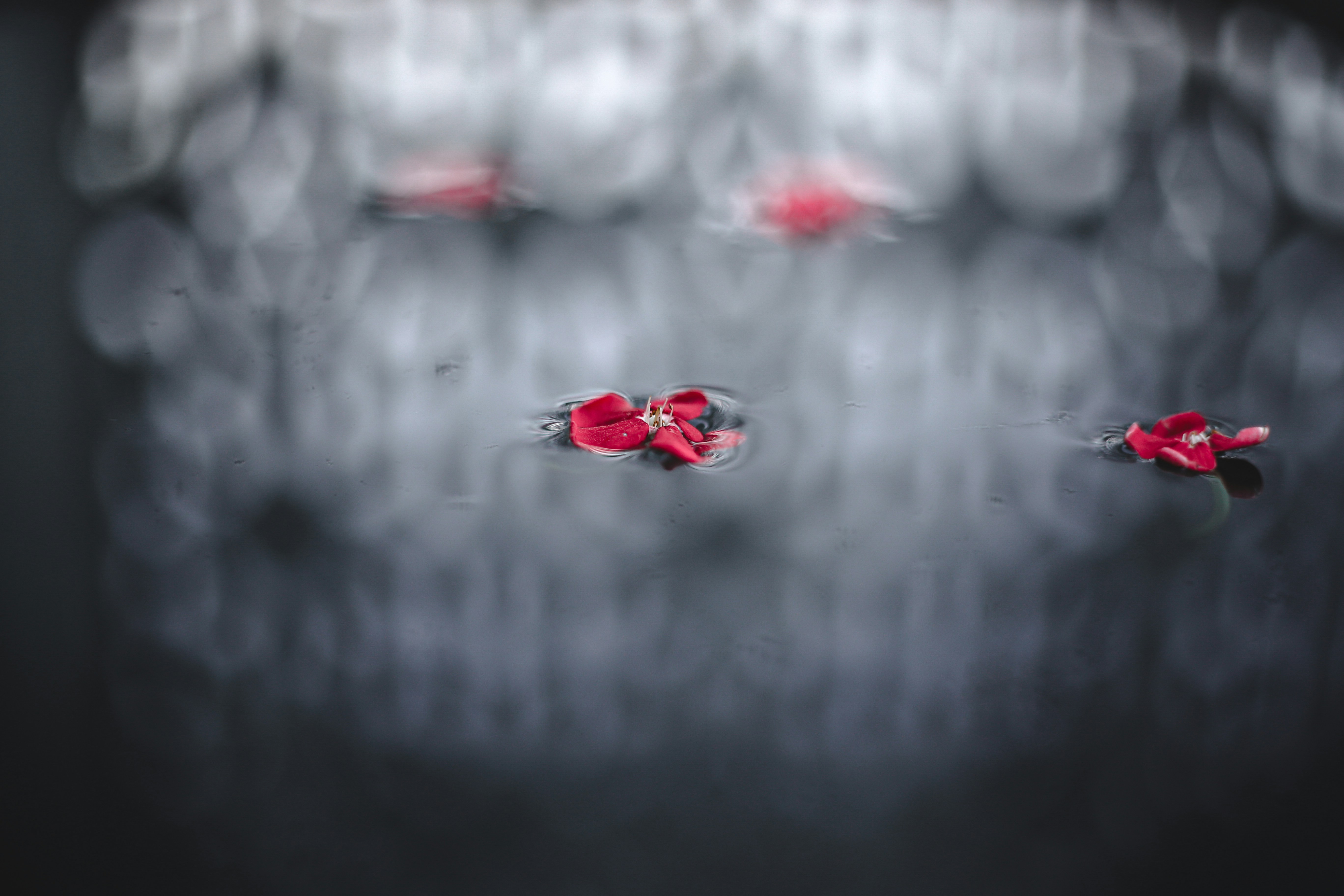 Delicate red flower petals floating serenely on dark water, with soft bokeh creating an ethereal backdrop.