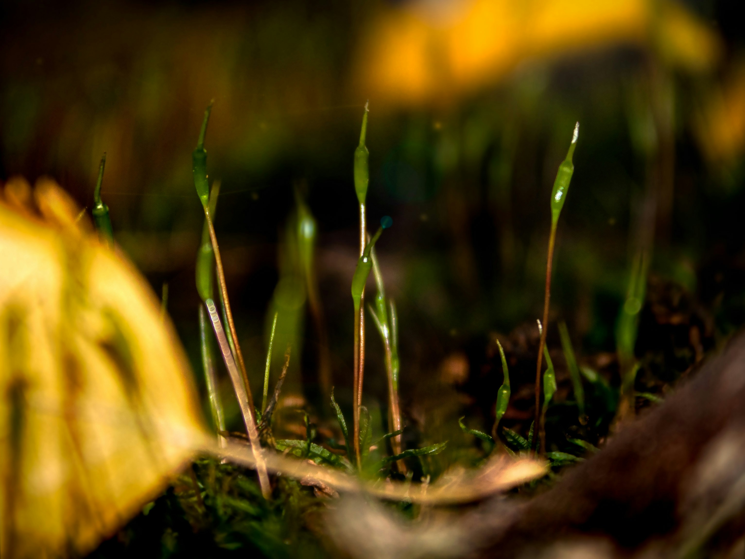 Emerging Life: The Dance of New Growth