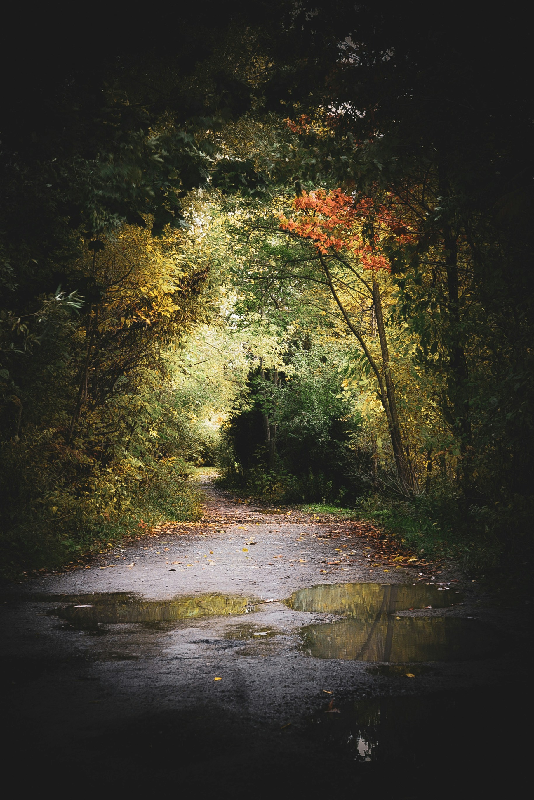 A winding path flanked by vibrant autumn foliage, reflecting puddles capturing the essence of the season's transition.