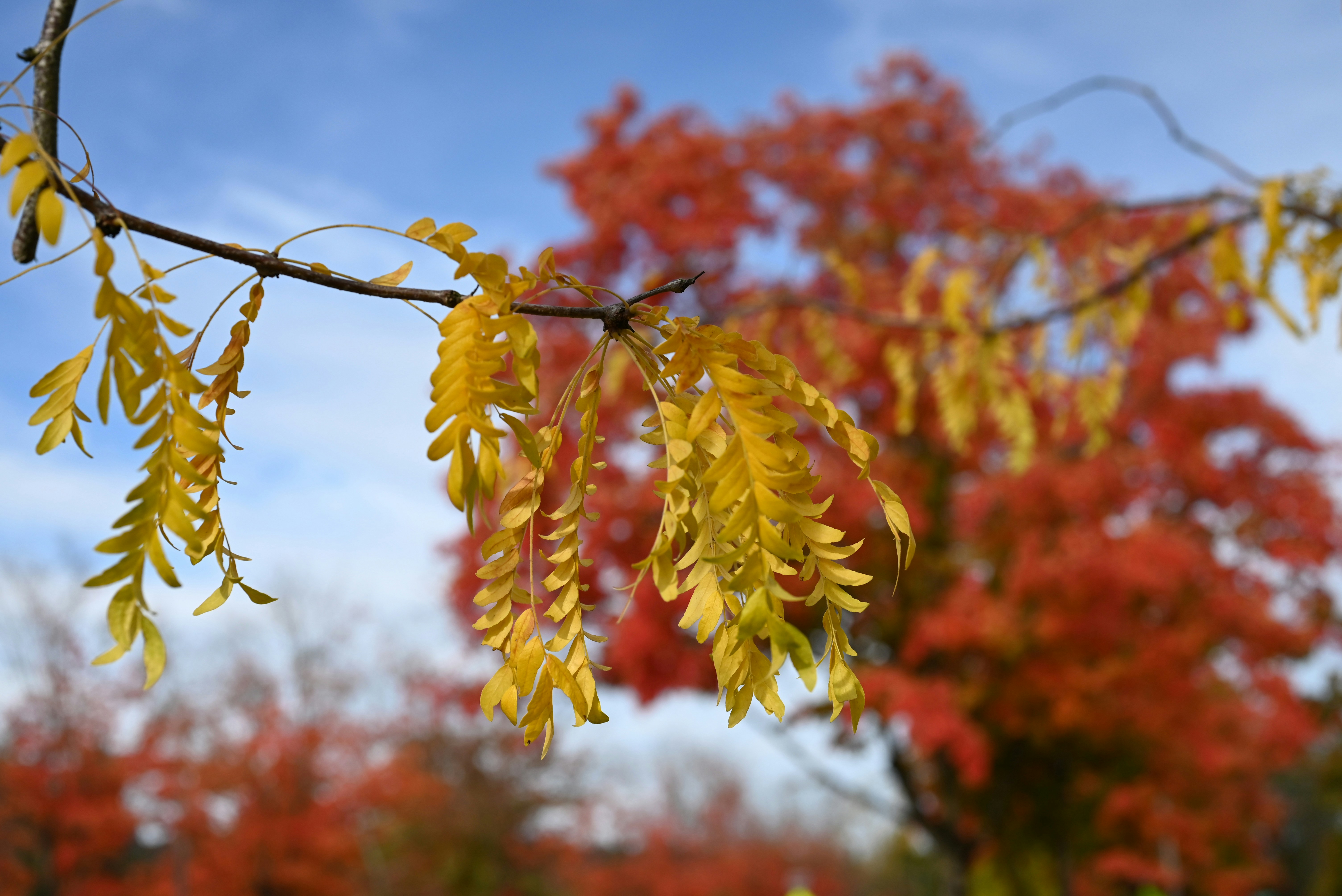 Yellow leaves hanging delicately from a branch, contrasted against a backdrop of vibrant red foliage.