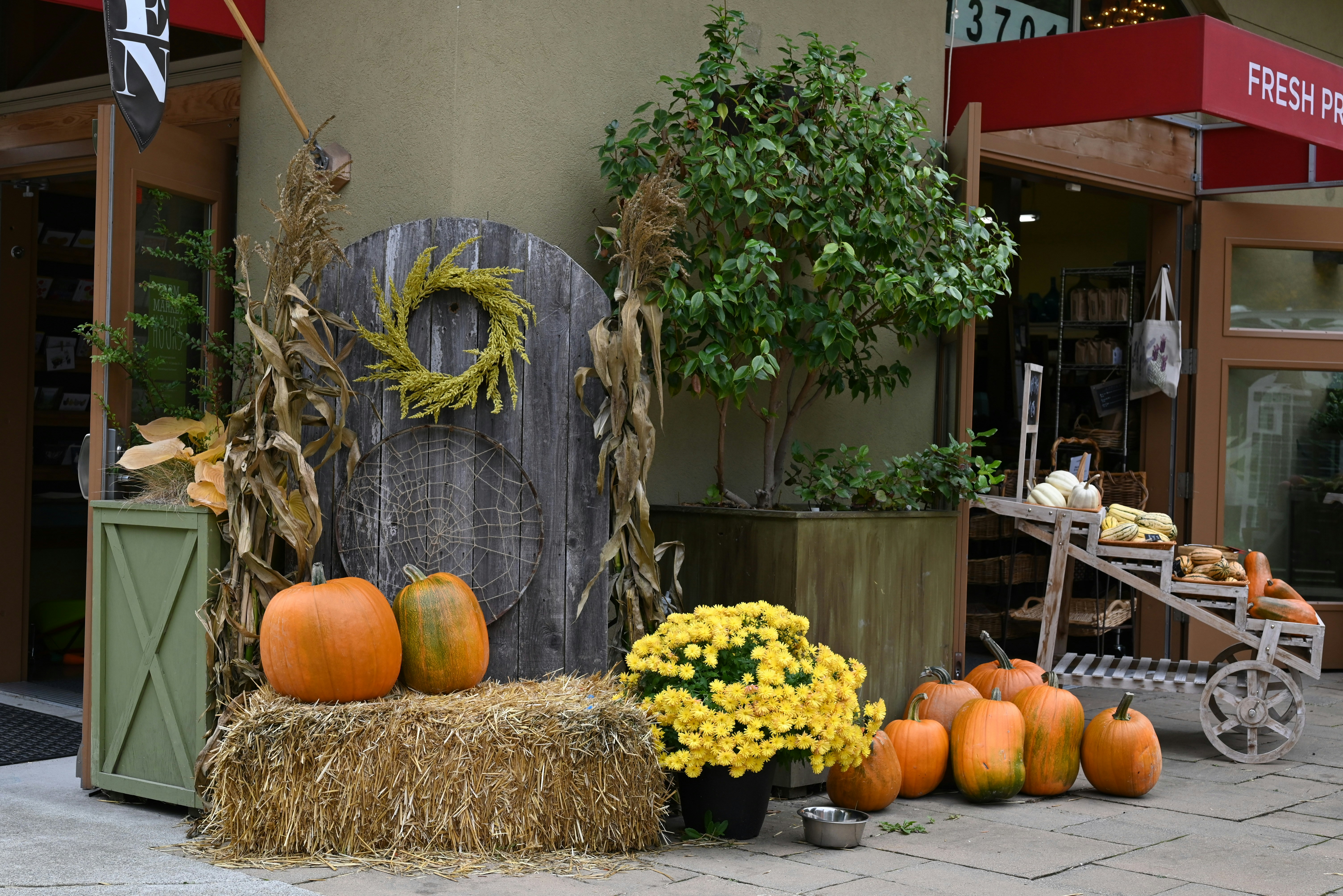 Autumn harvest display with pumpkins and mums. photo – Free Flowers ...