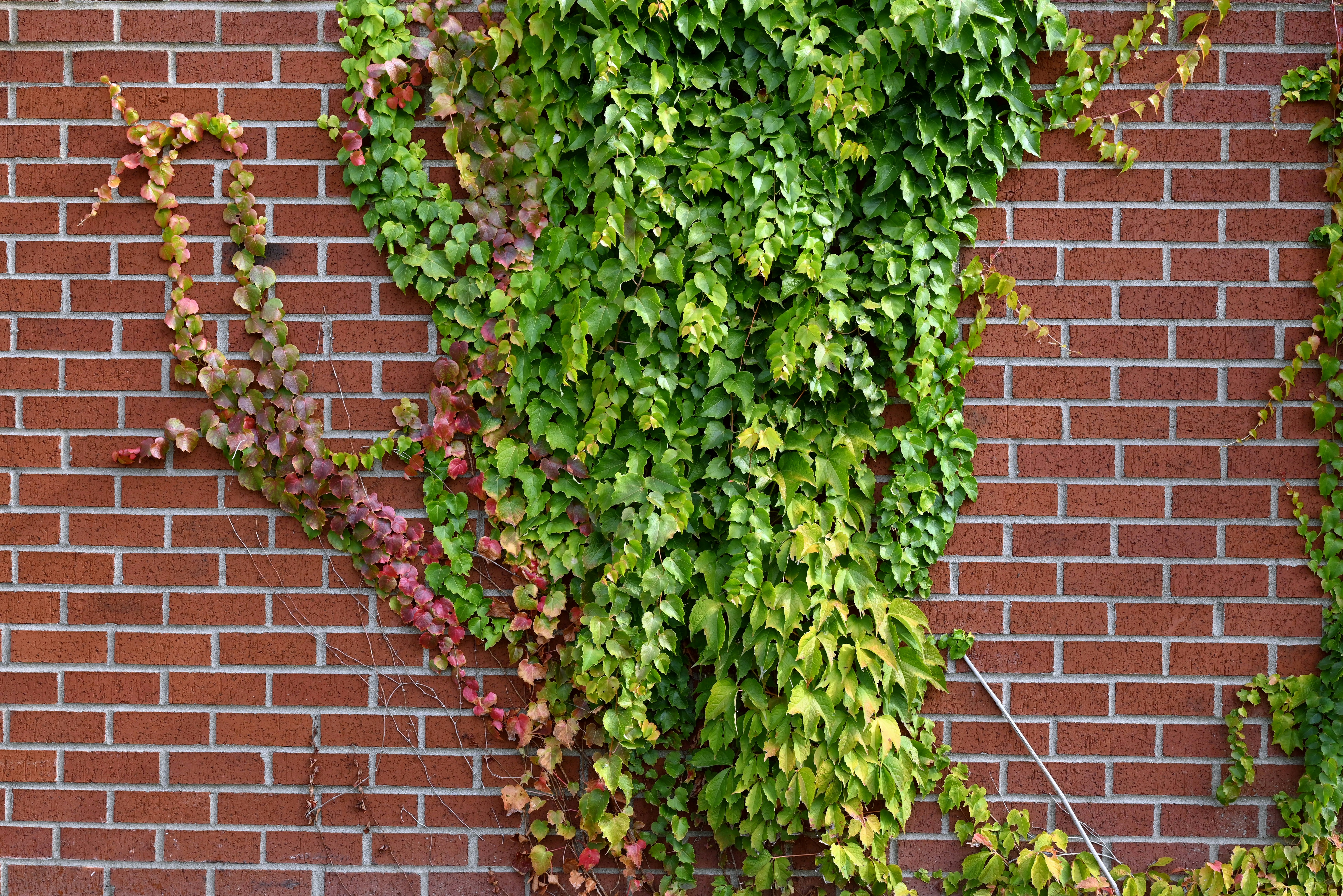 Green Veil on Red Bricks: Ivy Framing a Weathered Wall