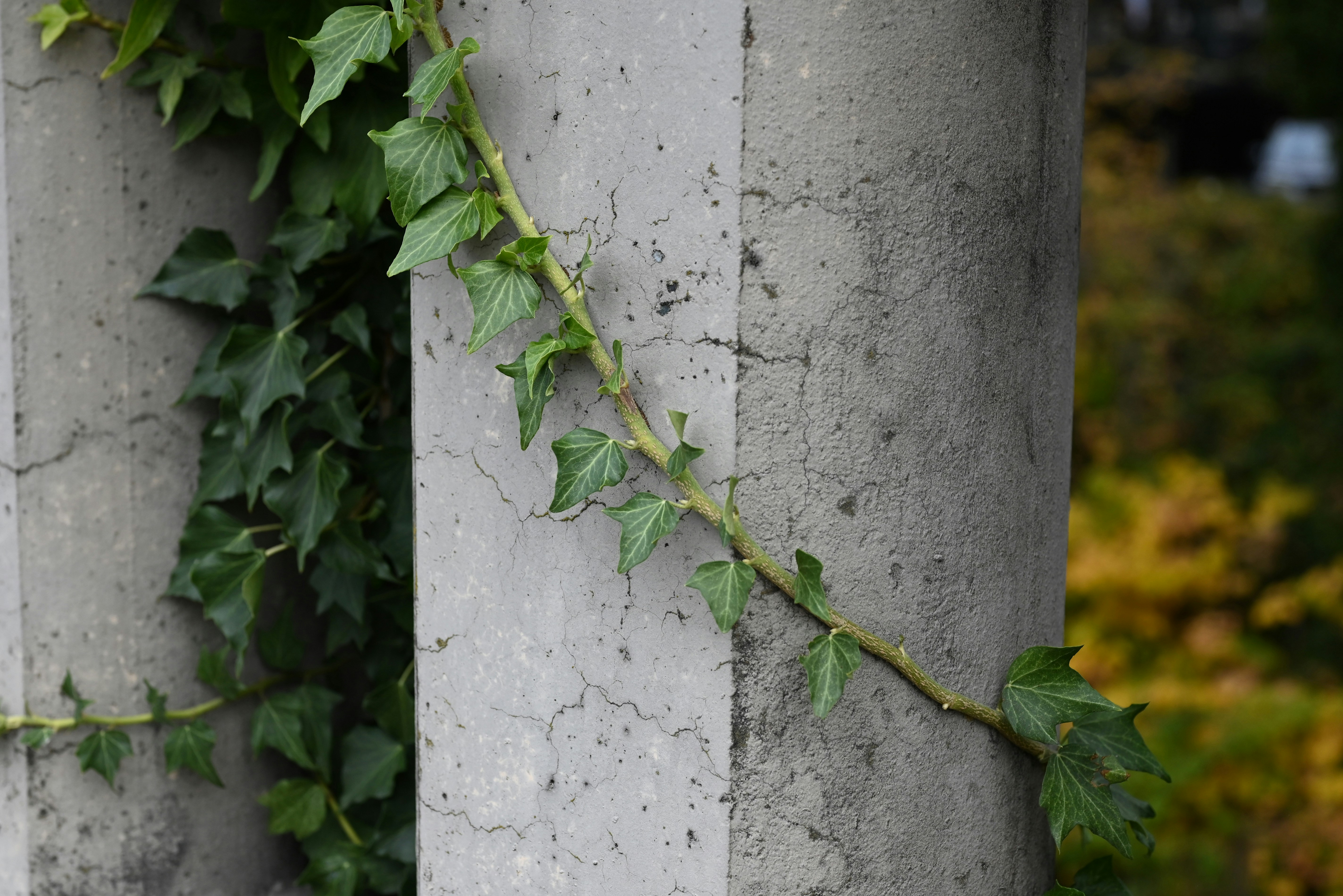 Green ivy climbing a concrete pillar