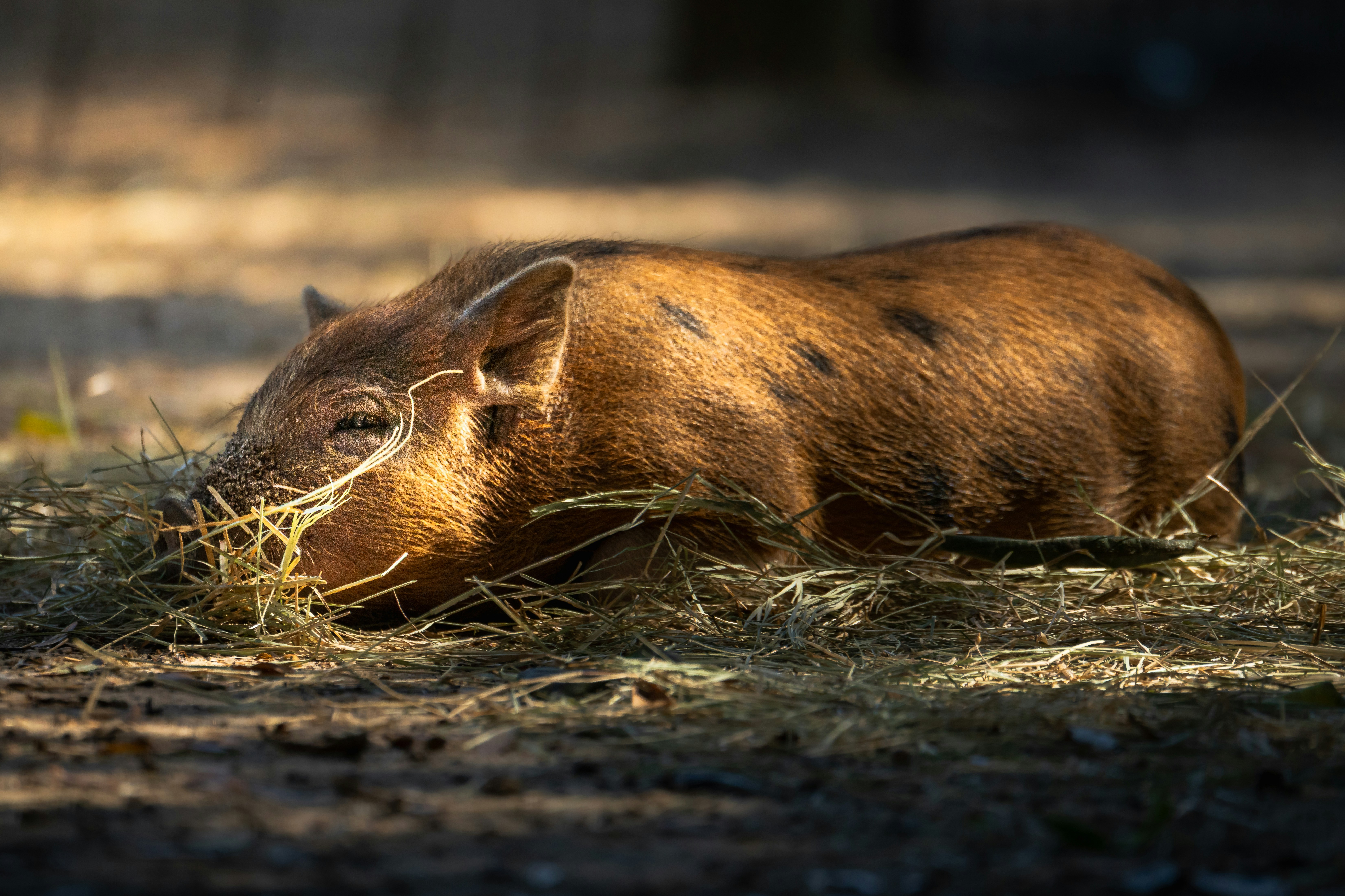 Photo by Dmytro Koplyk with Sony Alpha 7R IV