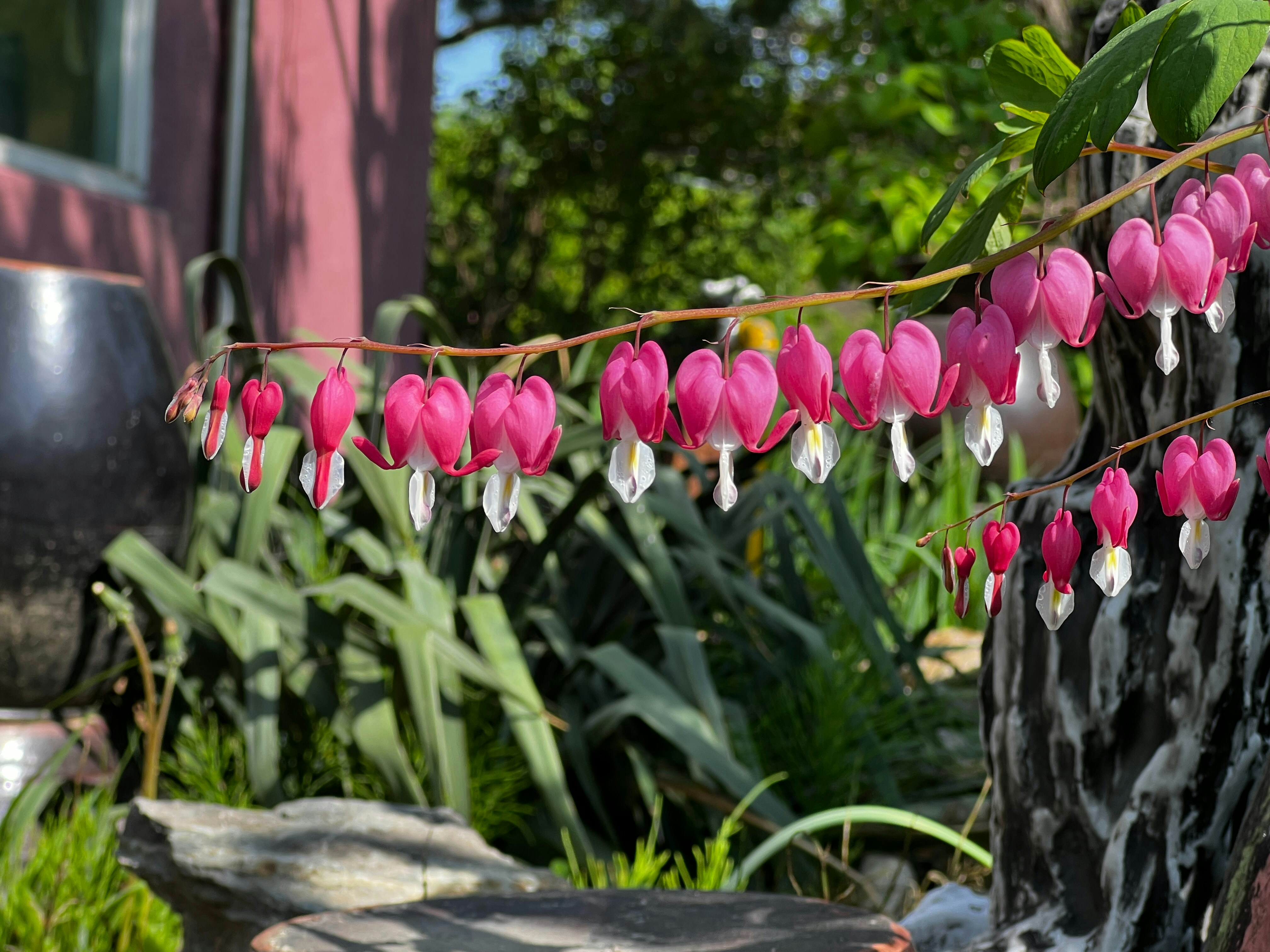 Whispers of Spring: The Heart's Bloom