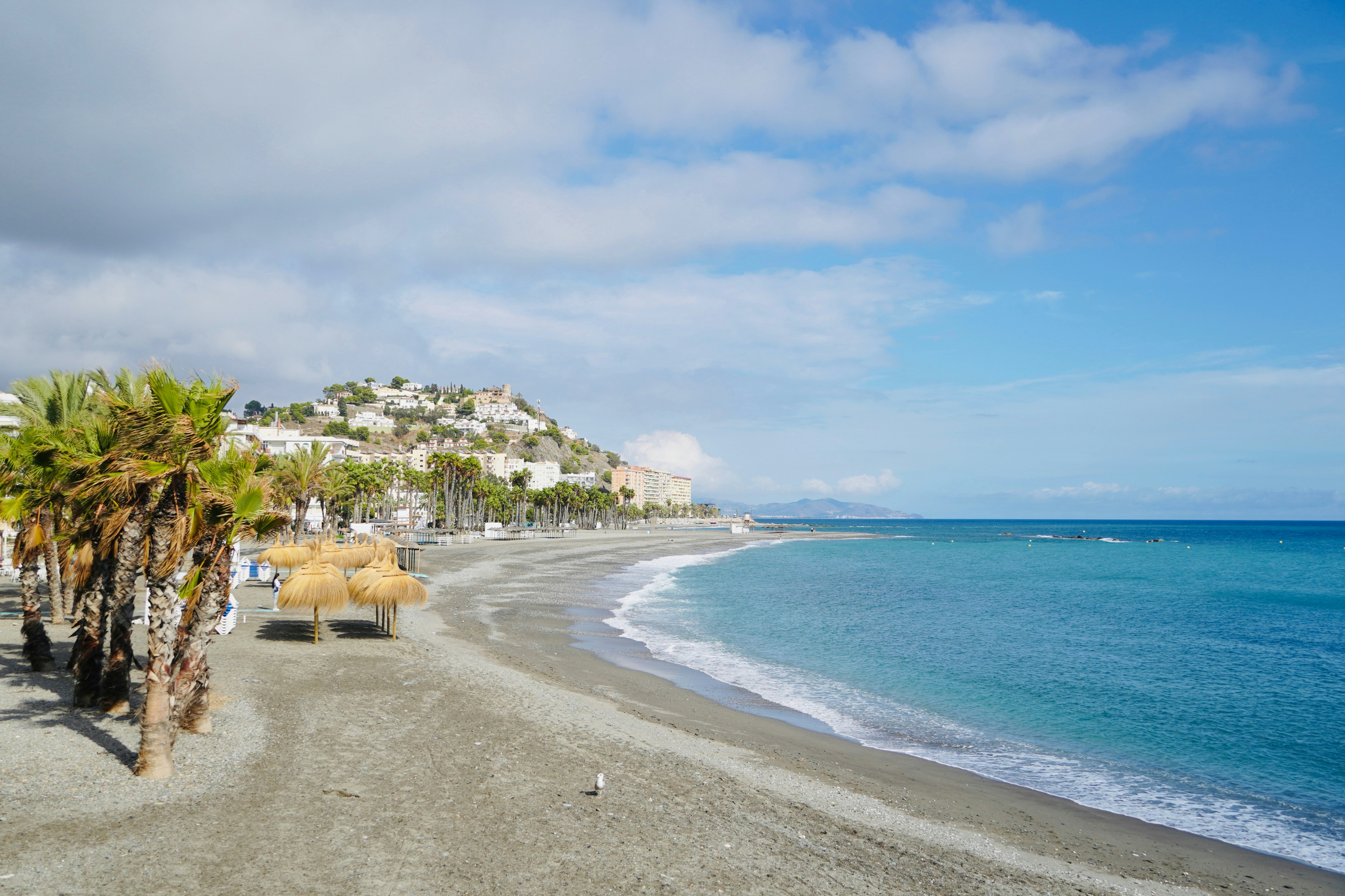 Tropical beach with palm trees and turquoise ocean.