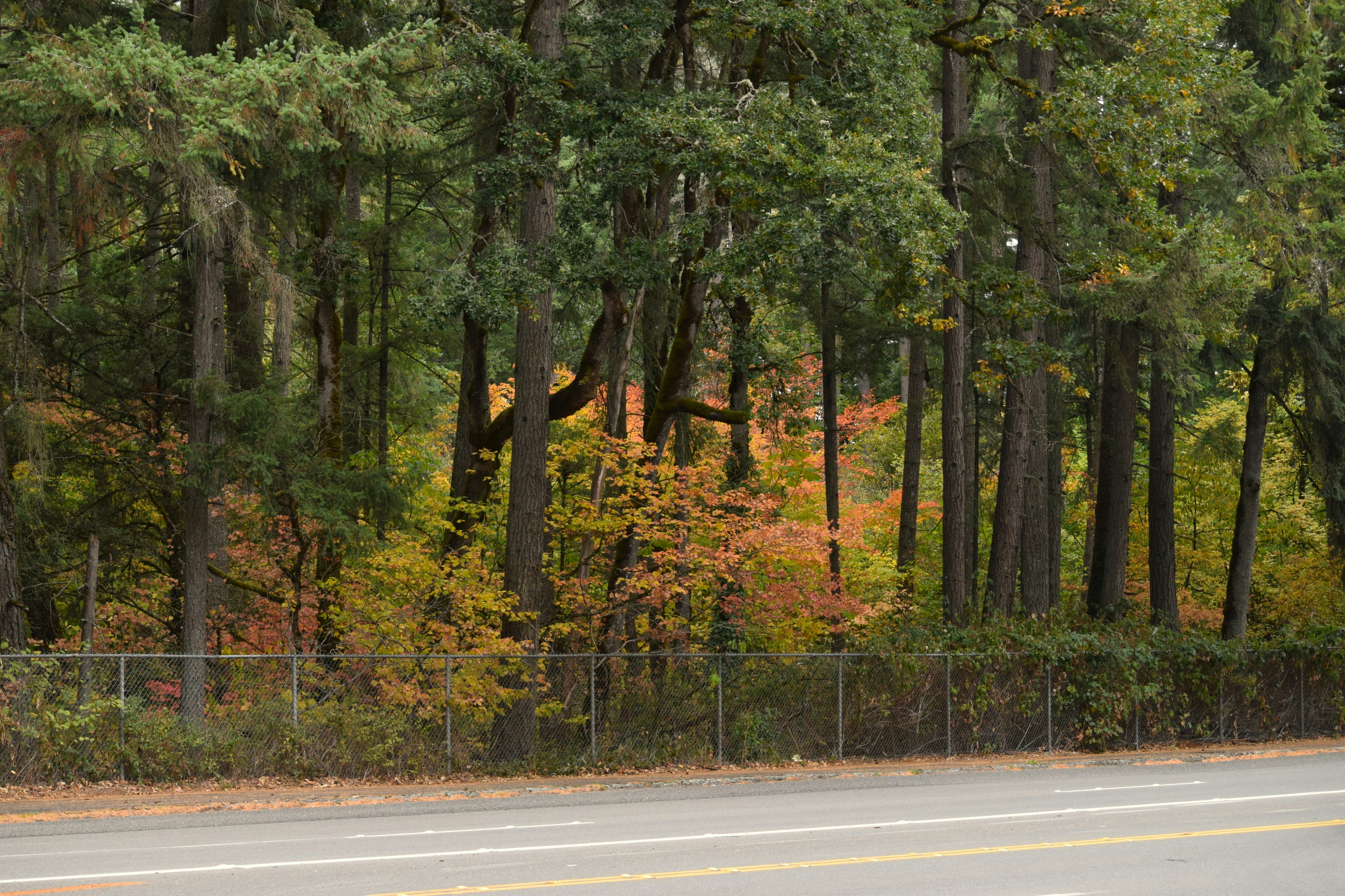 Whispers of Autumn: A Forest's Embrace