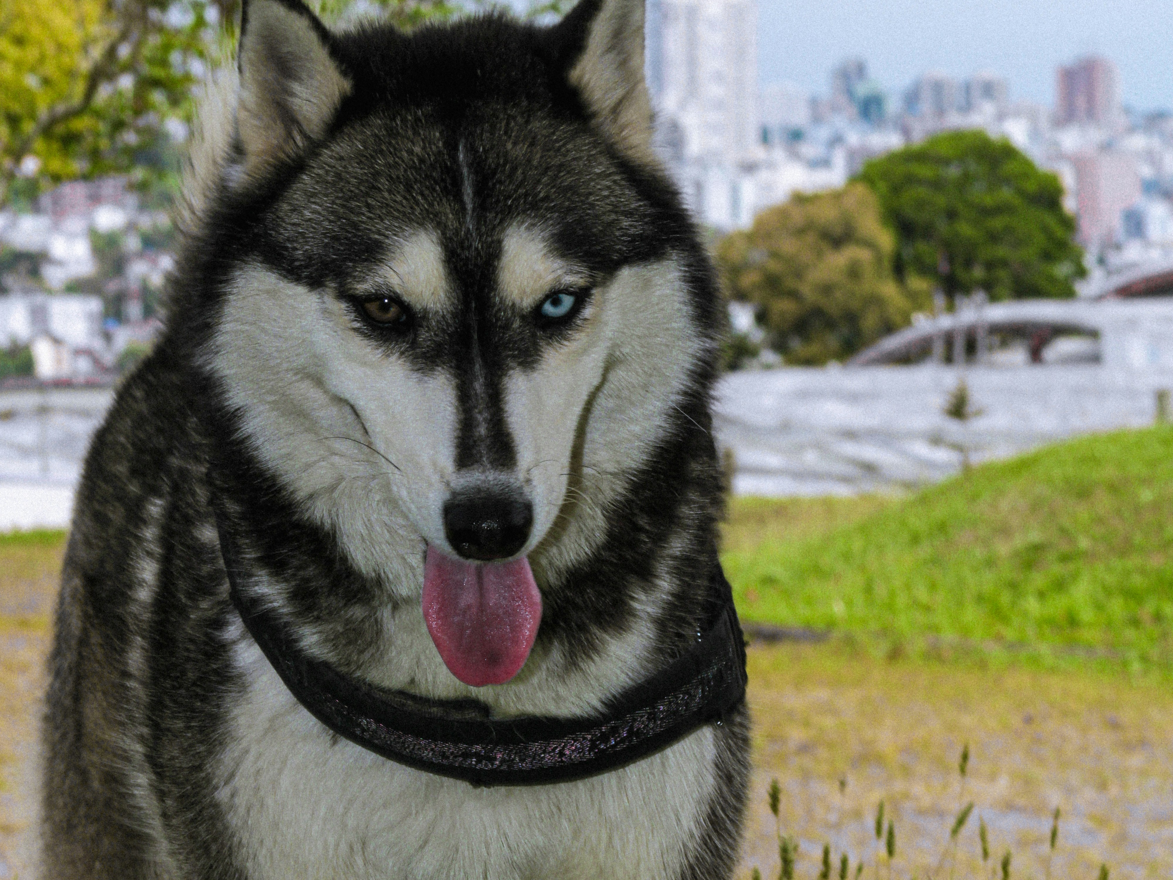 Blue-Eyed Husky Holds Court in a Park Under a Distant Cityscape